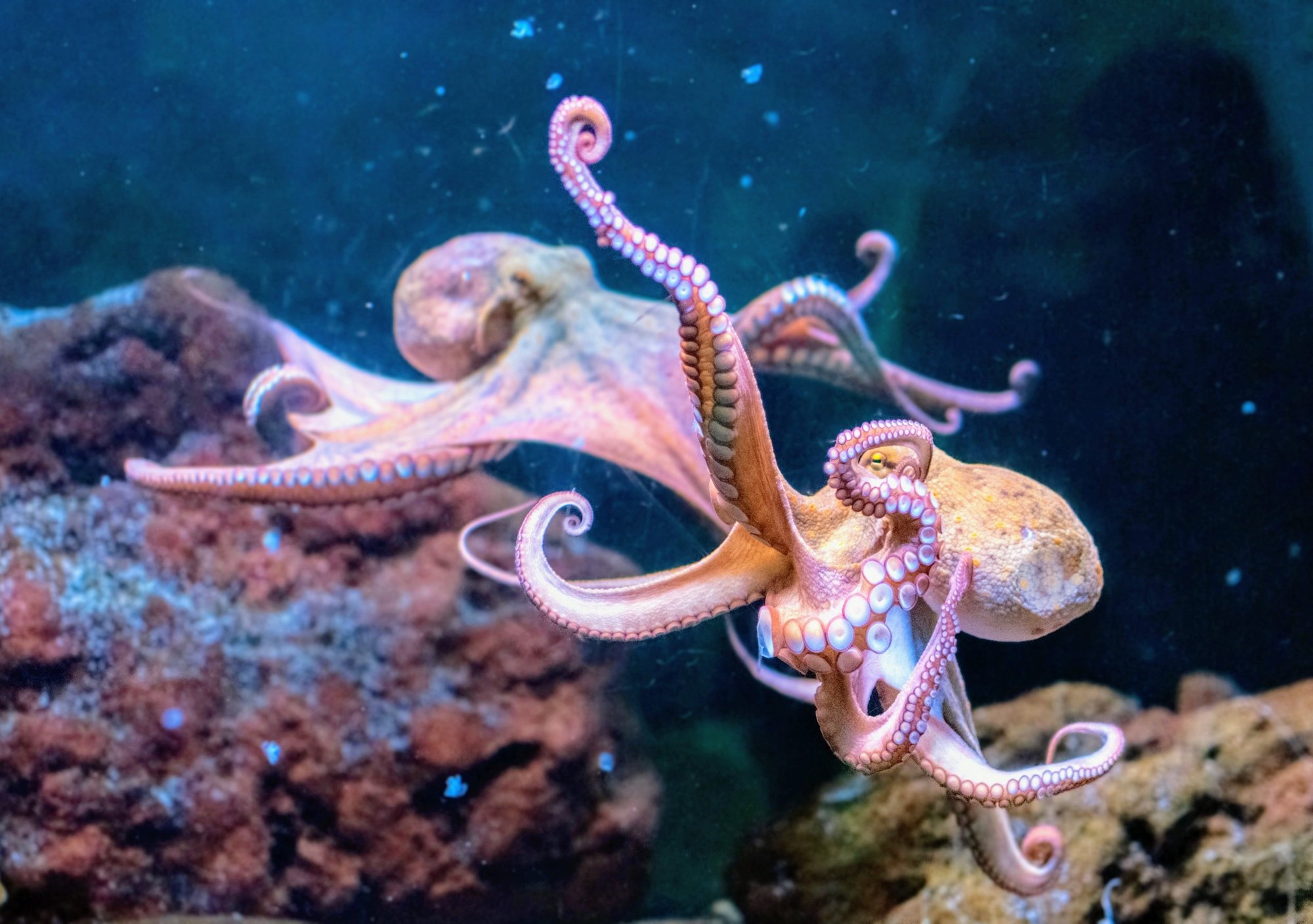 Warming seas impair octopus vision to a critical extent - Earth.com