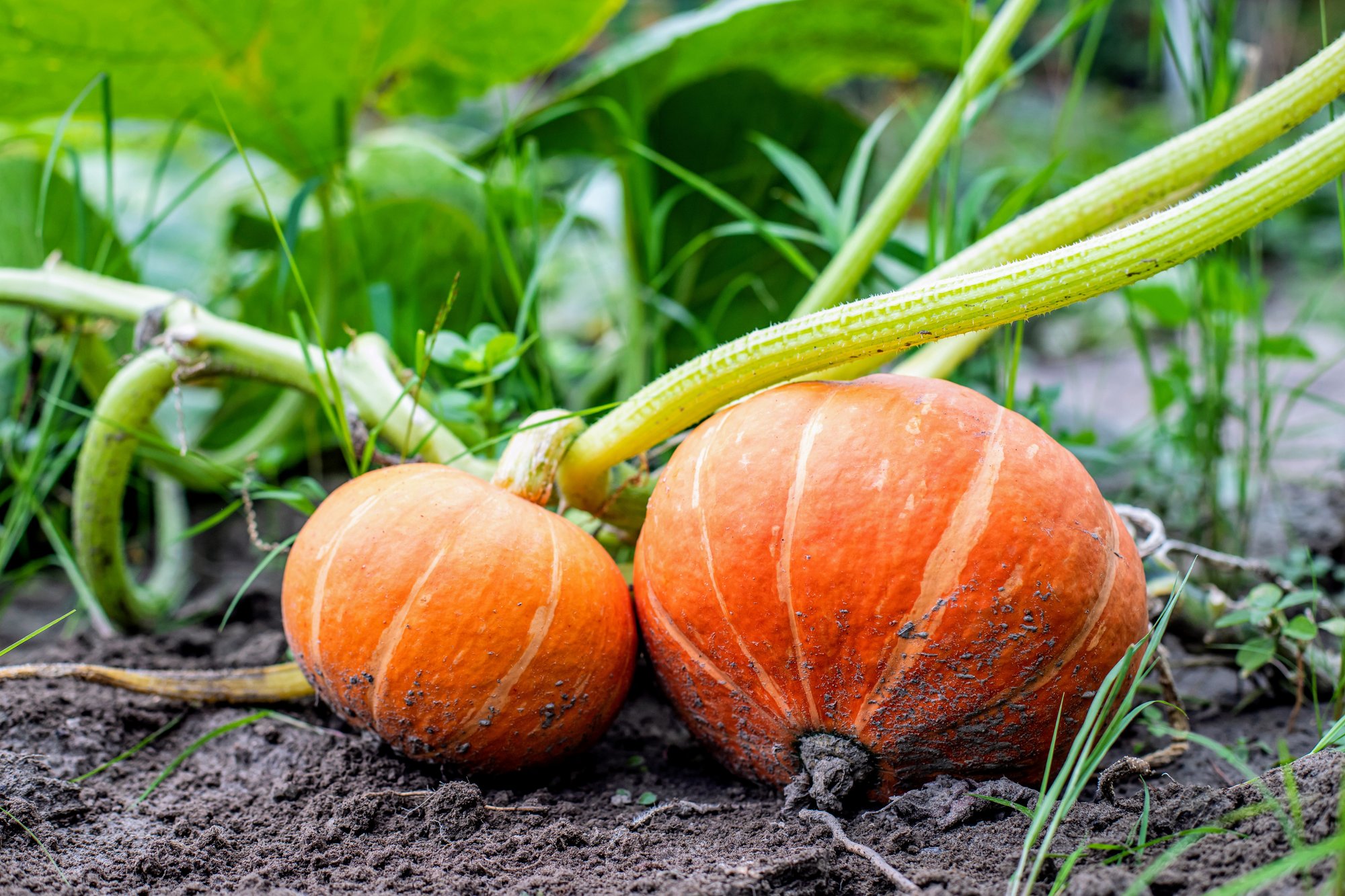 Deep-rooted crops can significantly improve soil carbon storage - Earth.com