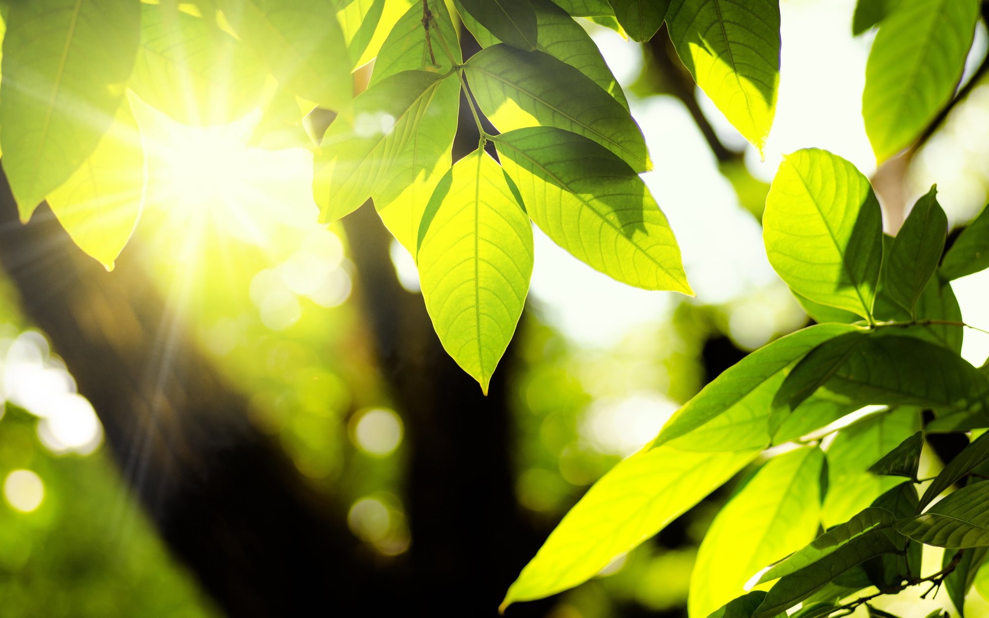 Plants cleverly adapt their photosynthesis to changes in light - Earth.com
