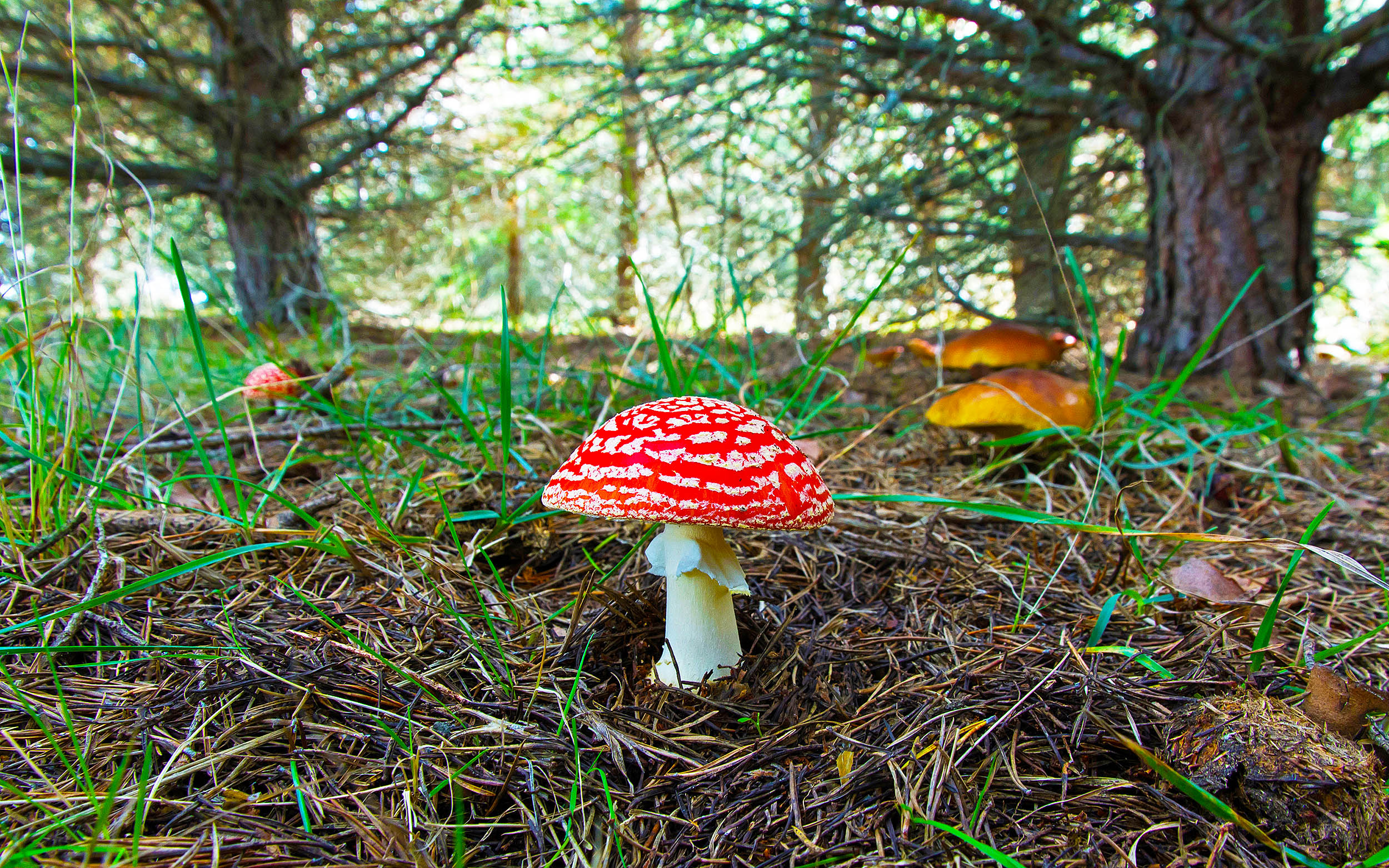 Symbiotic relationship of plant roots and underground fungi - Earth.com