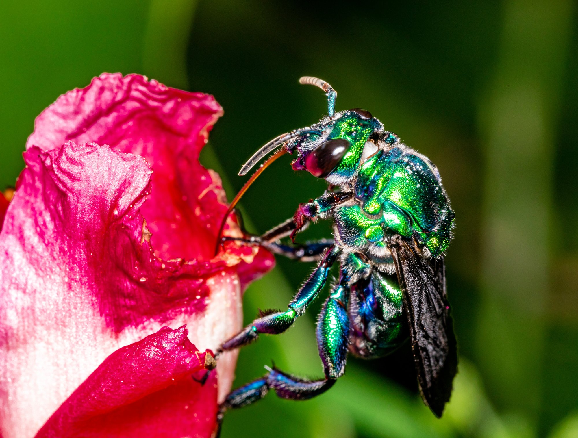Orchid bees are endangered by deforestation in the Amazon - Earth.com