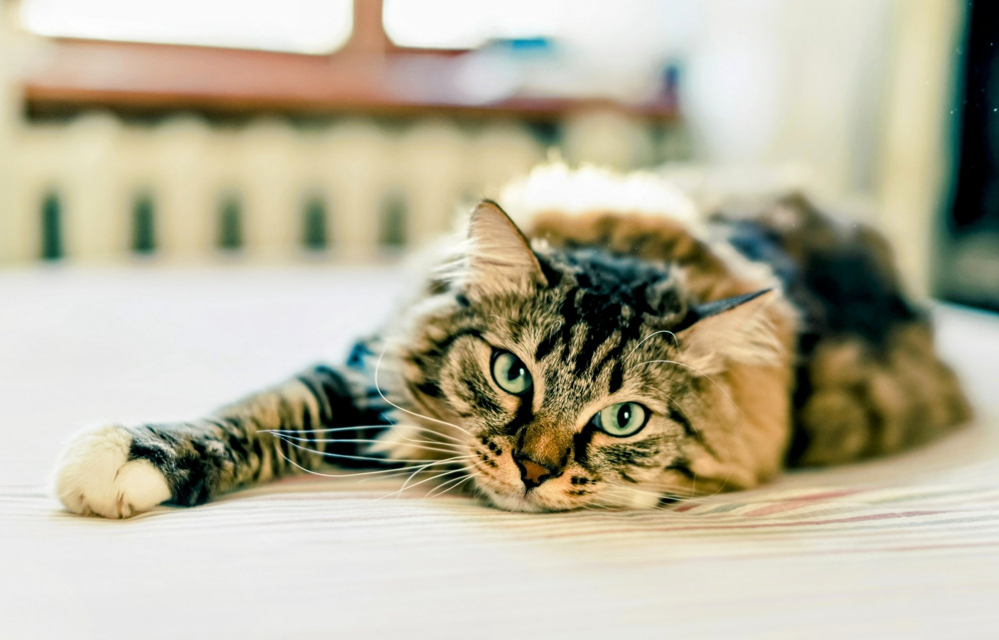 Why does sprayed cat urine emit such a strong smell? - Earth.com