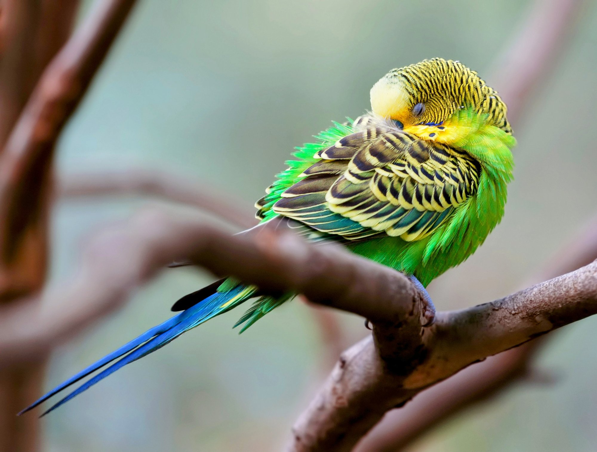Scientists turn bird dreams into captivating music - Earth.com