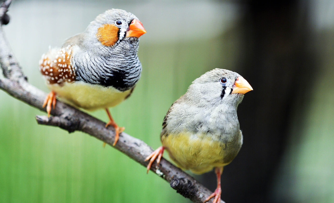 Zebra Finches Singing Together