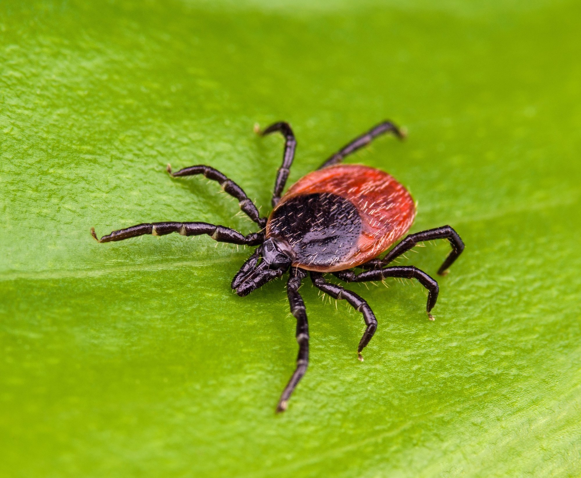 Black-legged ticks are naturally repelled by ant pheromones - Earth.com