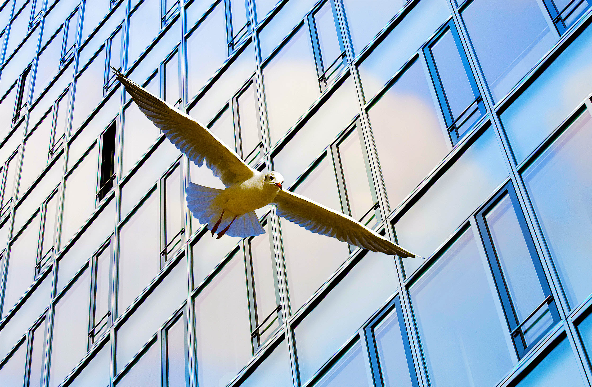 Blue light in cities increases risk of bird collisions with buildings ...