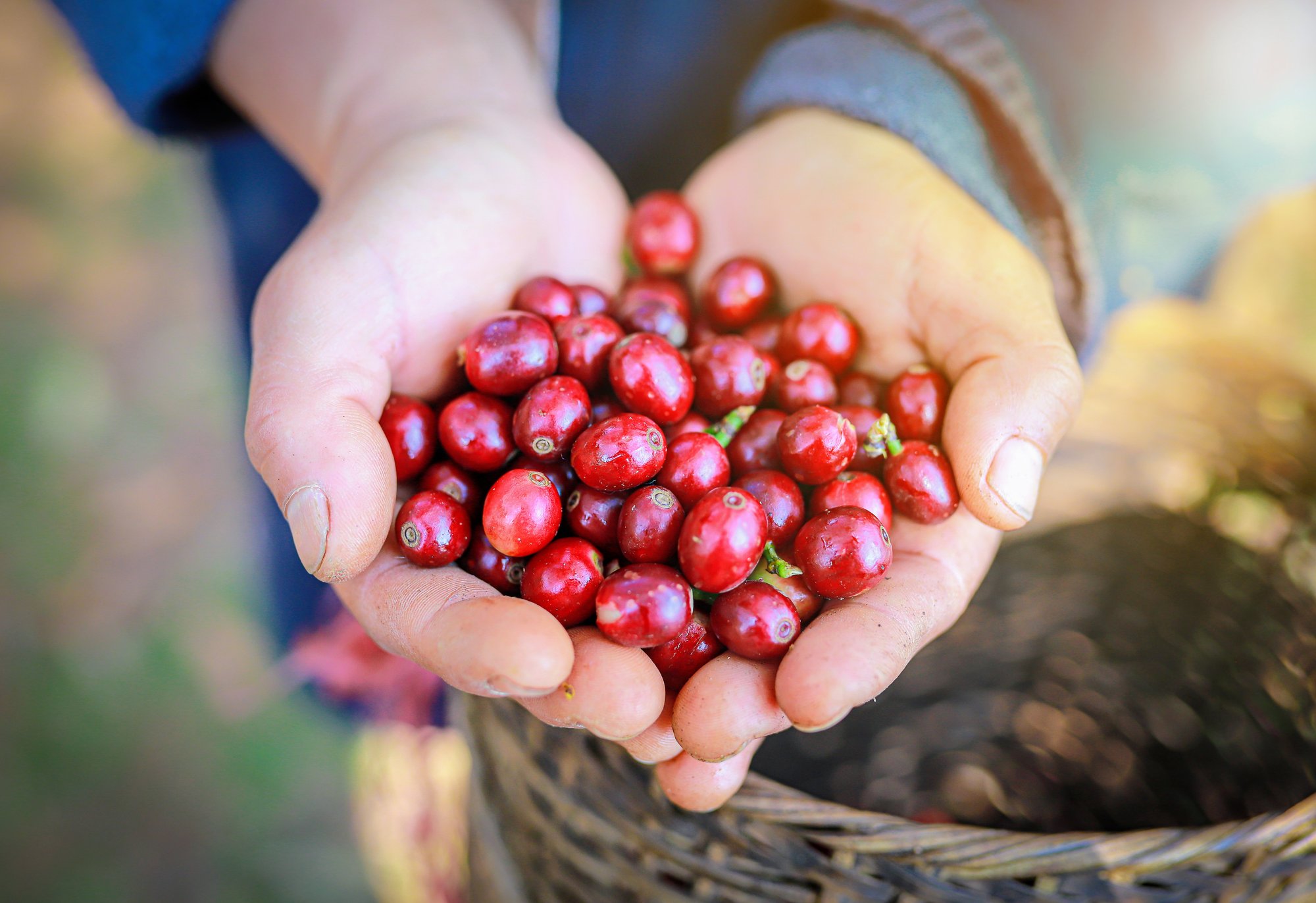 Coffee genome adapted to climate changes over millennia - Earth.com