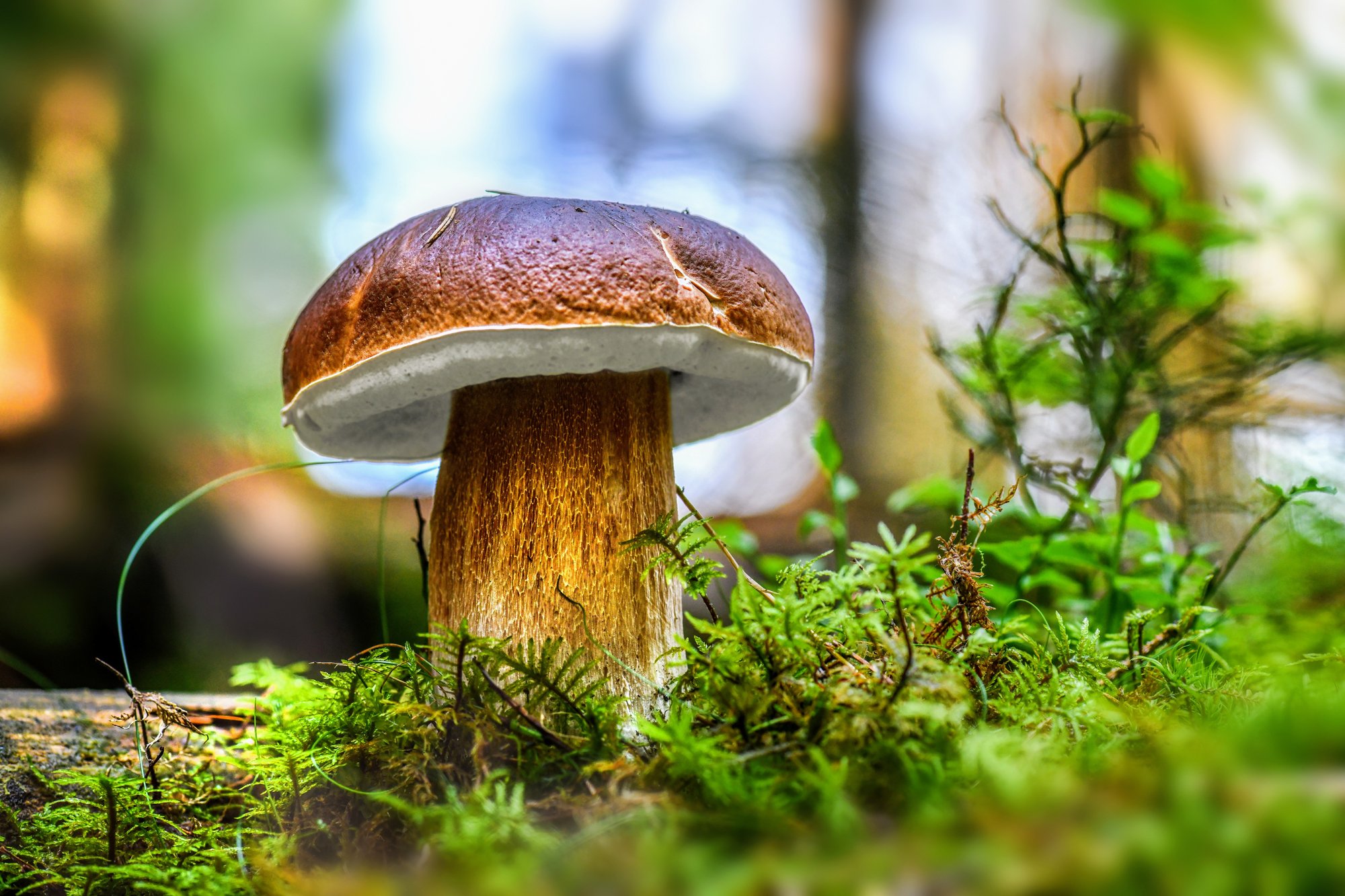 Non-timber forest products provide opportunities to reduce poverty ...