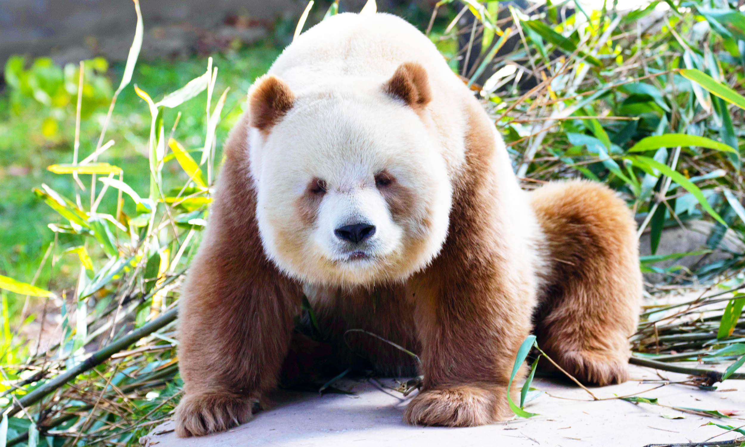 Some giant pandas are born with brown fur instead of black - Earth.com