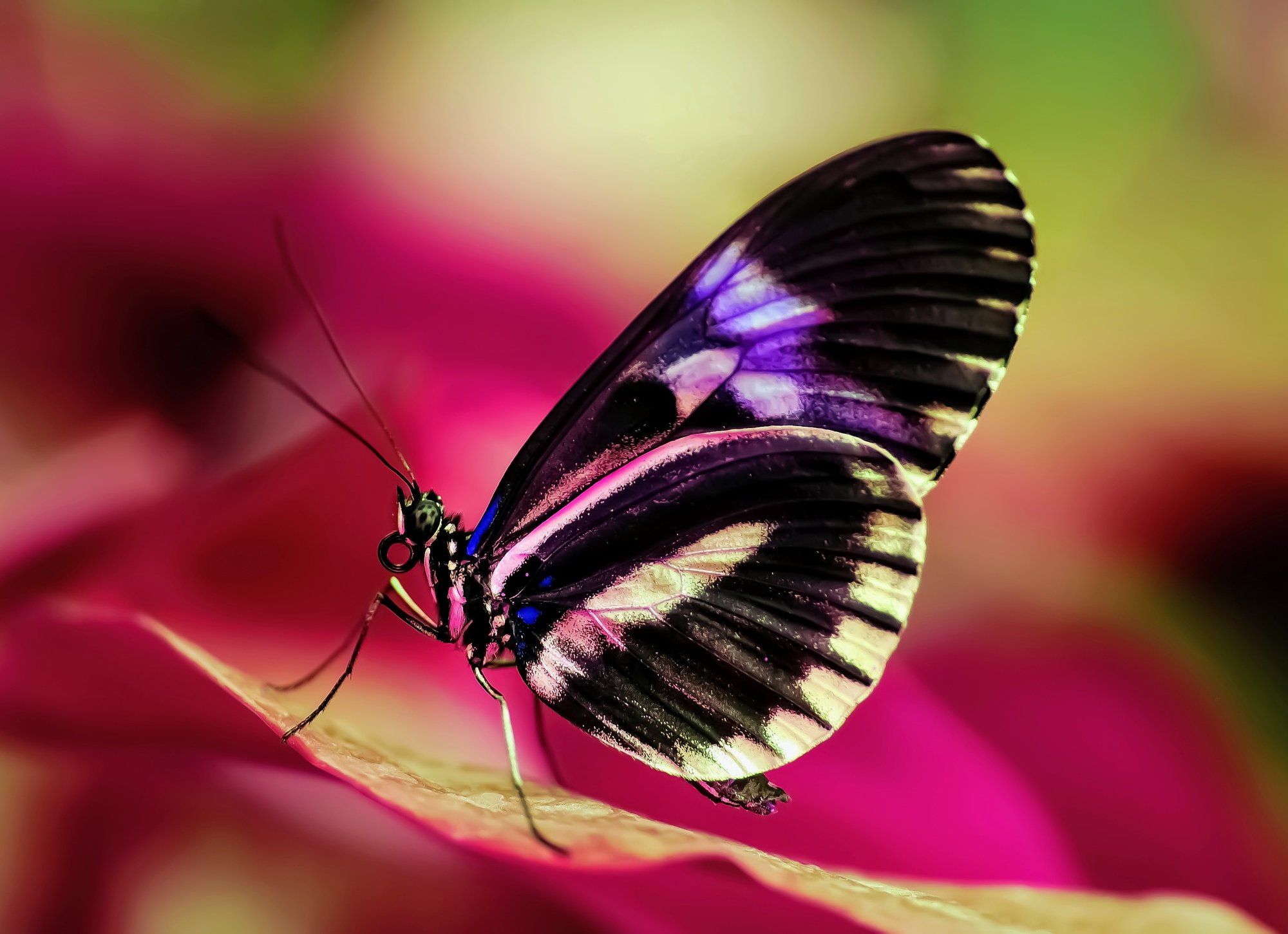 Butterflies show that new species can evolve from hybridization - Earth.com