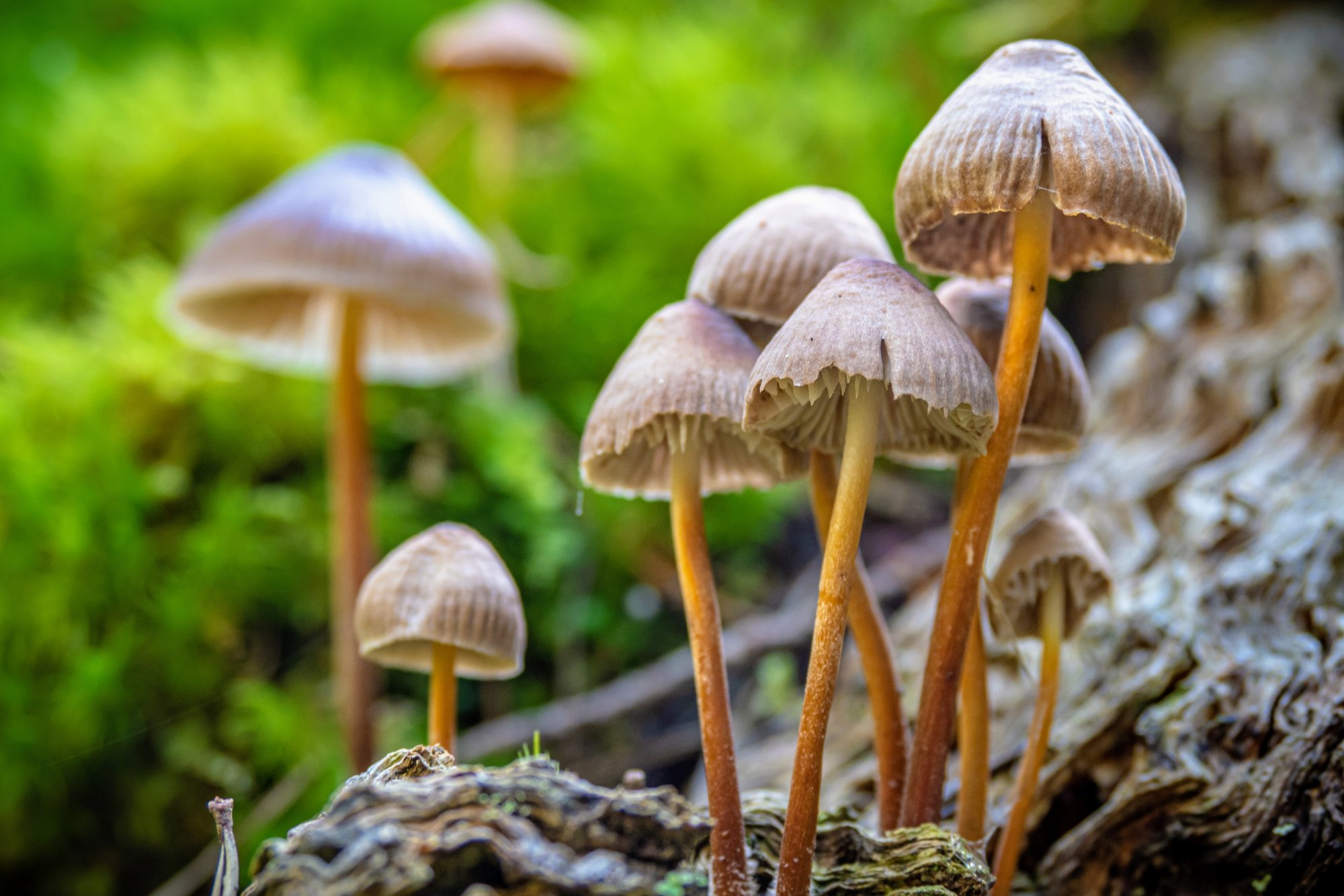 How did magic mushrooms evolve to contain psilocybin? - Earth.com