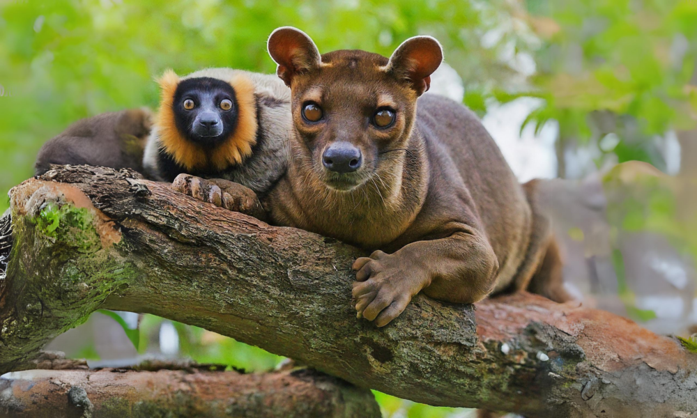 Endangered lemurs are now prey for equally endangered 'fosas' - Earth.com