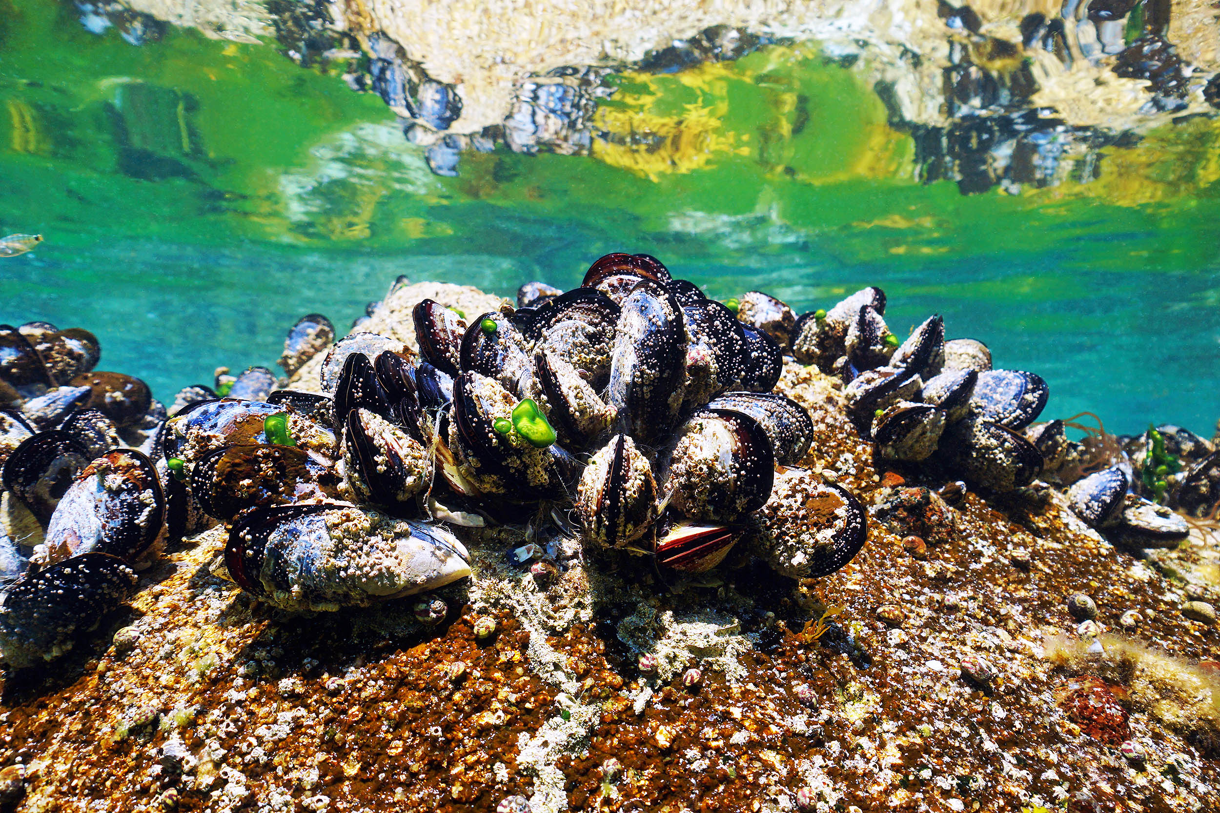 Mussel shells are becoming highly porous due to climate change - Earth.com