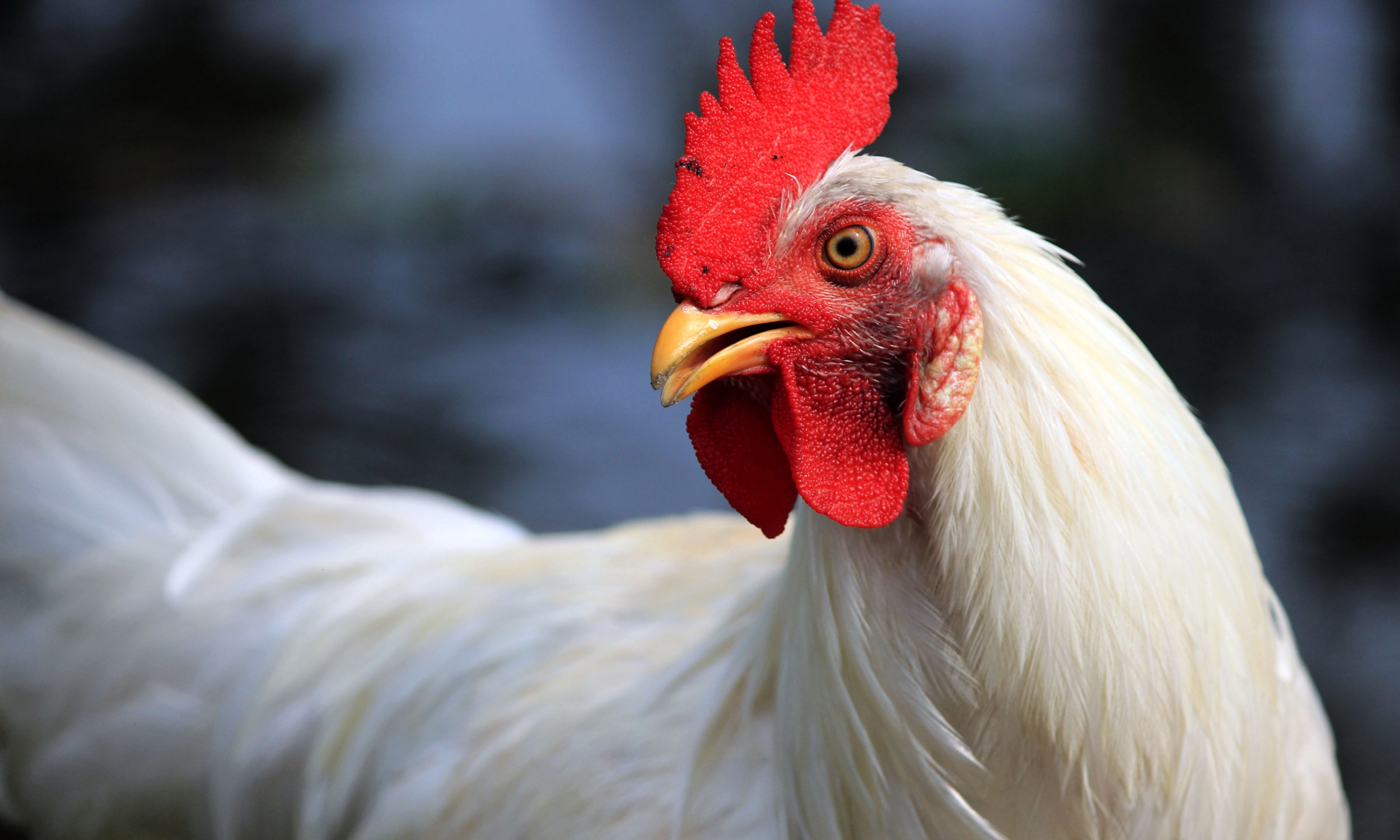 Chickens' faces change color depending on their emotions - Earth.com