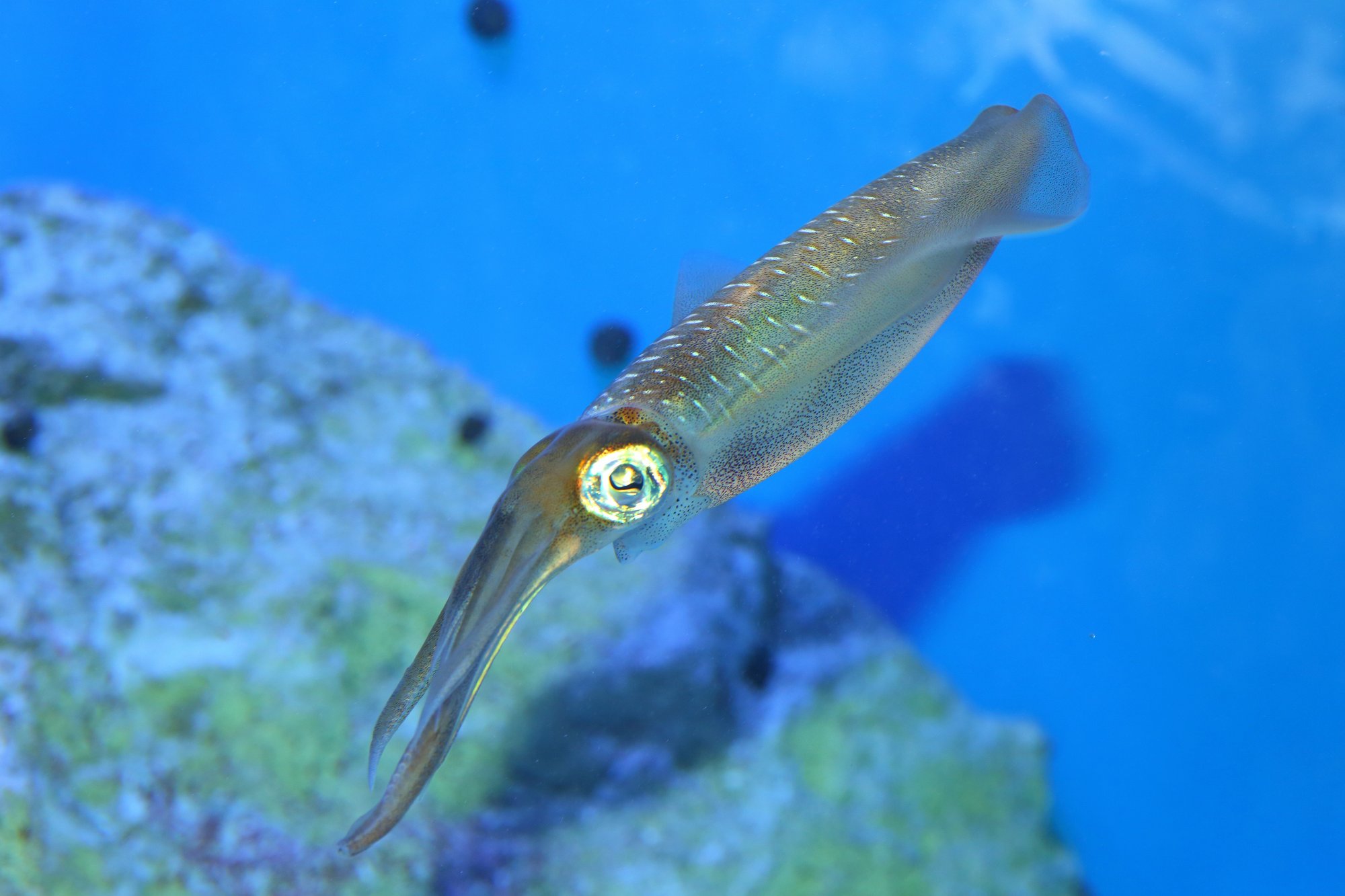 Squid mating tactics are determined by birth date - Earth.com