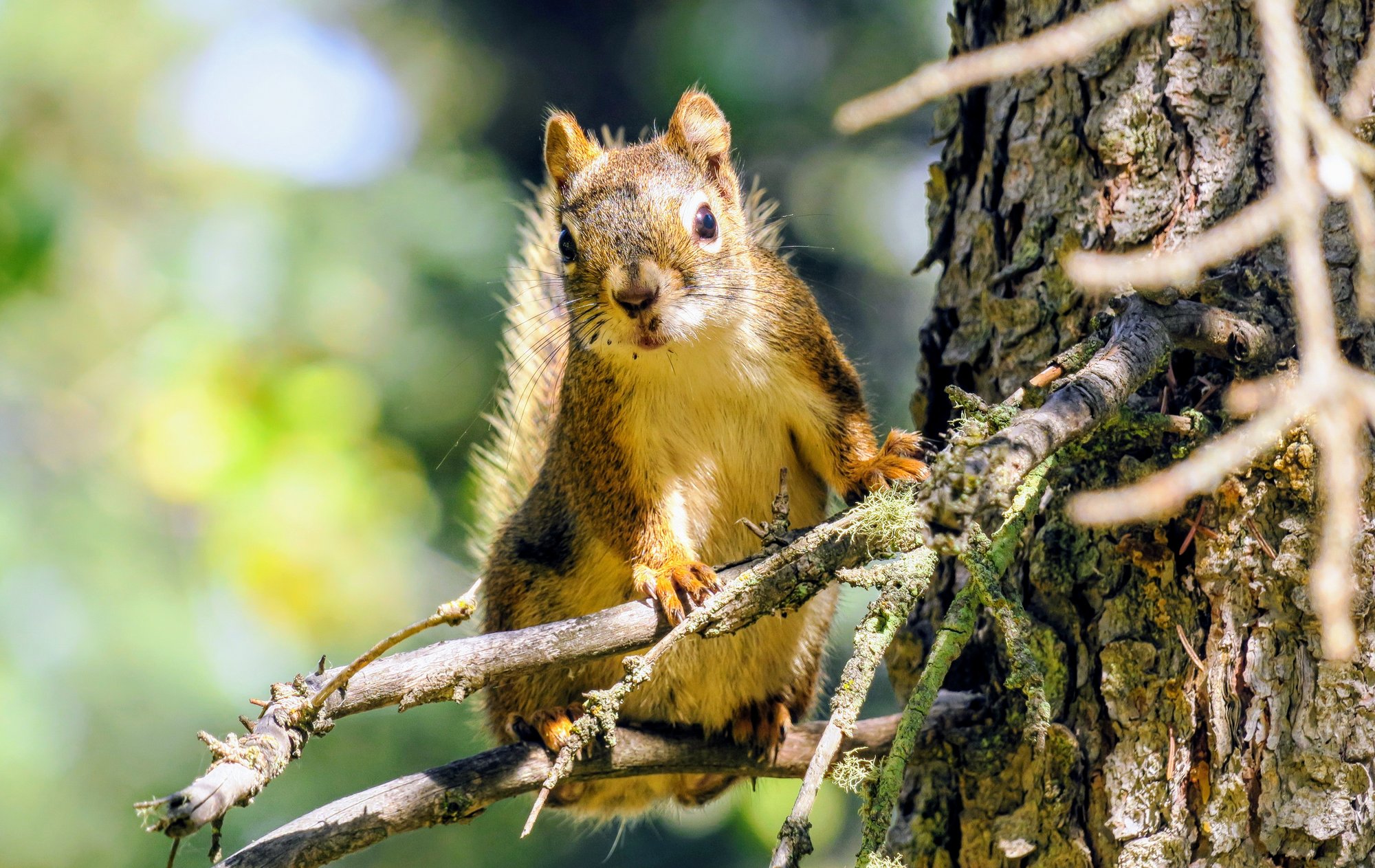 Early trauma cuts life short for squirrels, but this can be reversed ...