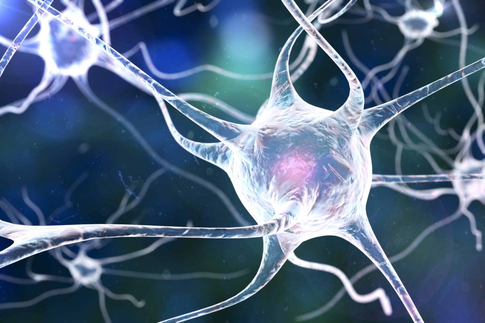 How do specialized regions develop in the brain? - Earth.com