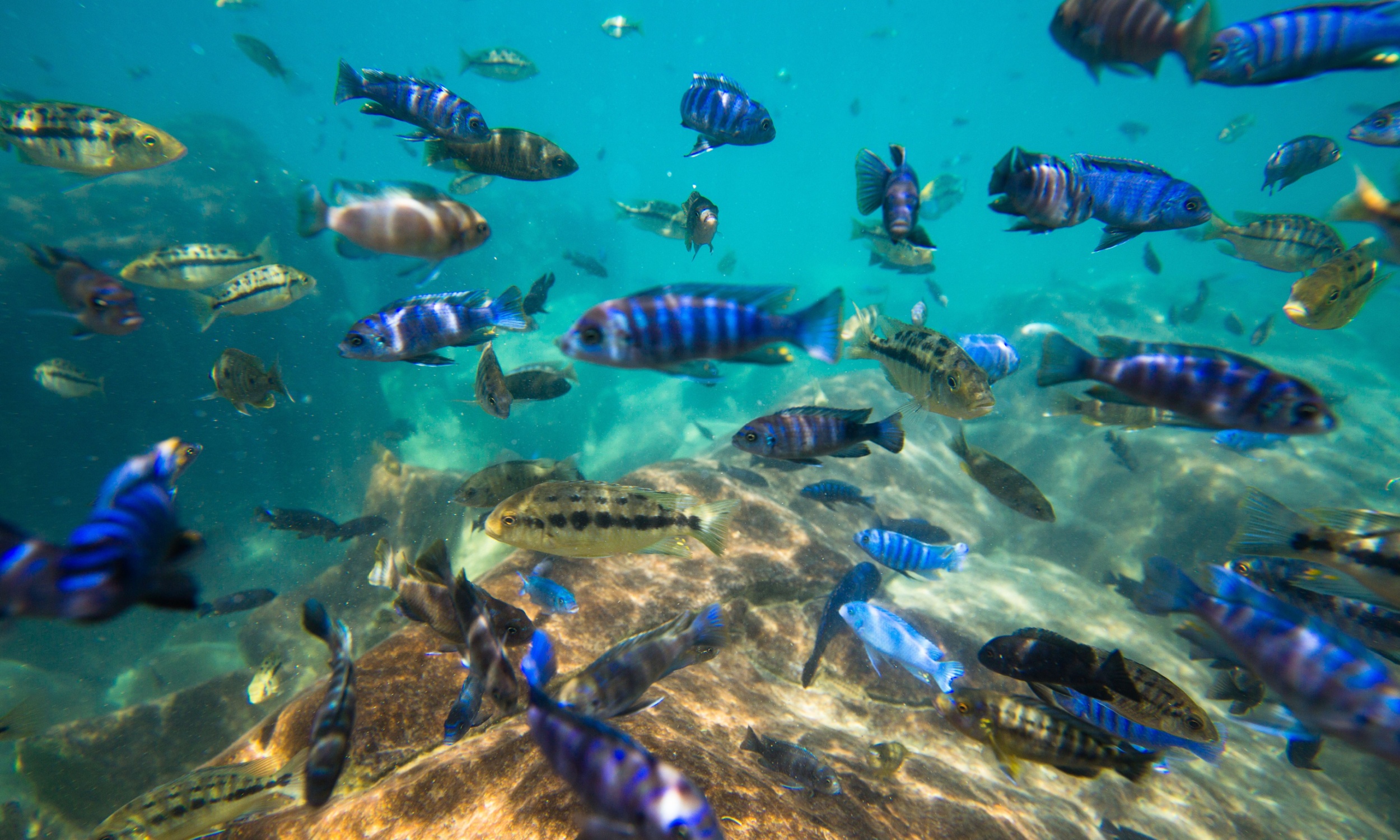 Curiosity of cichlid fish boosts biodiversity in Lake Tanganyika ...