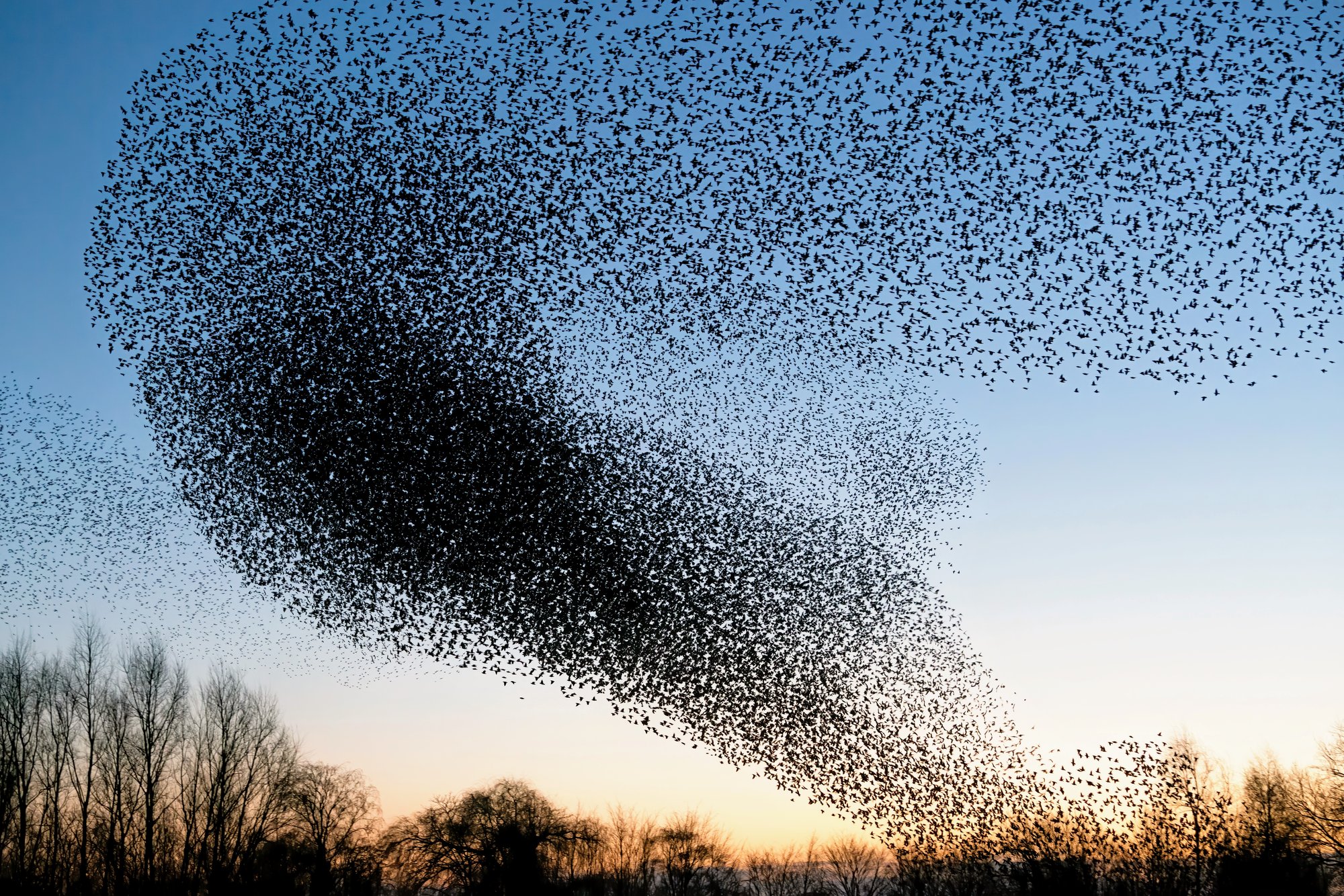 Bird flocking dynamics inspire advancements in technology - Earth.com