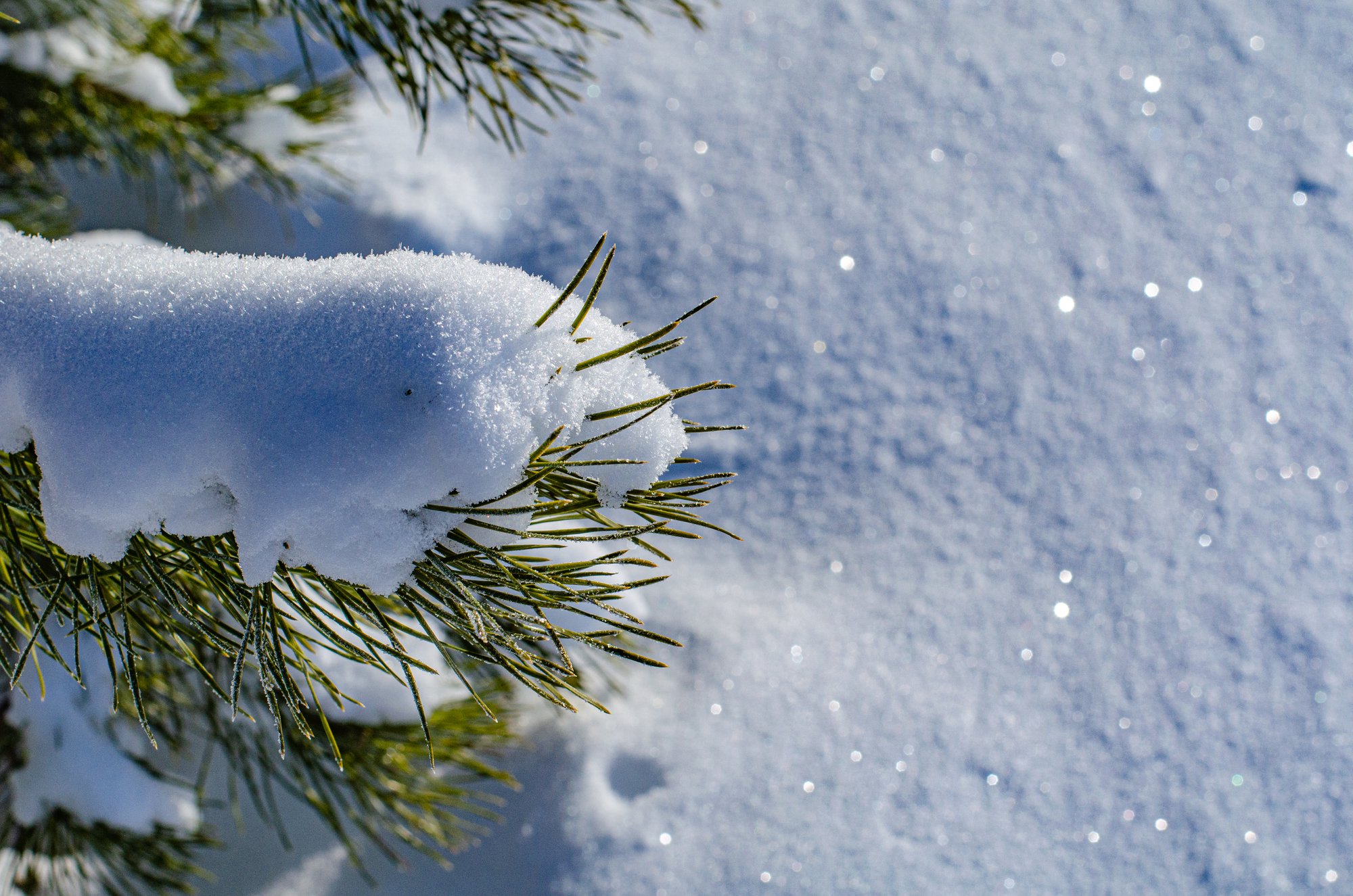 Secrets of snow complexity can improve winter safety - Earth.com