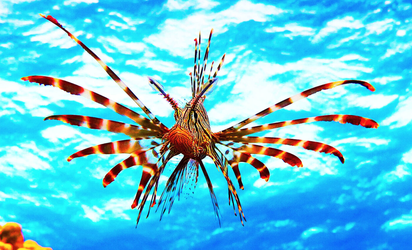 Red Lionfish Invasive Species Lionfish Hunt: Tackling Invasive Species