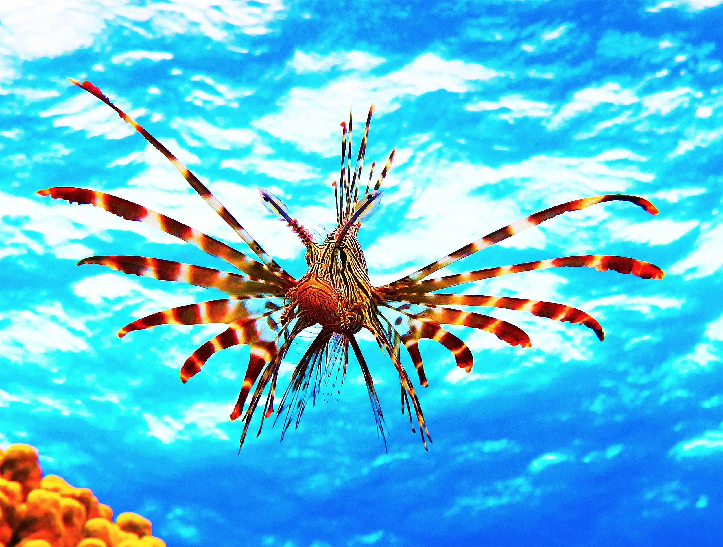 Invasive lionfish continue conquering global marine ecosystems - Earth.com