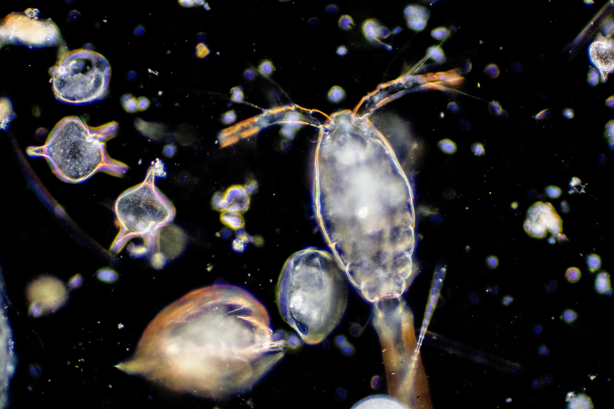 Plankton help predict ocean biodiversity losses - Earth.com
