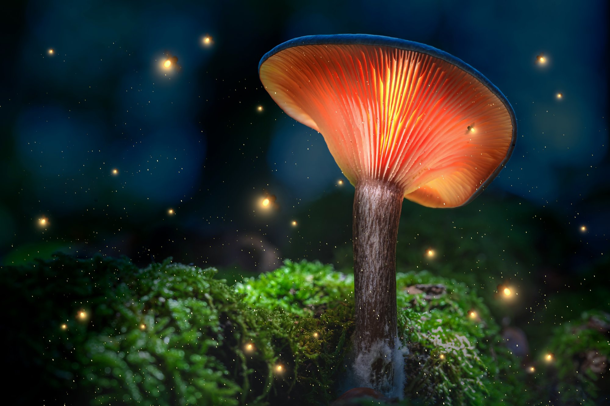 Nighttime buzz: Insect activity increases by 31.4% at night - Earth.com