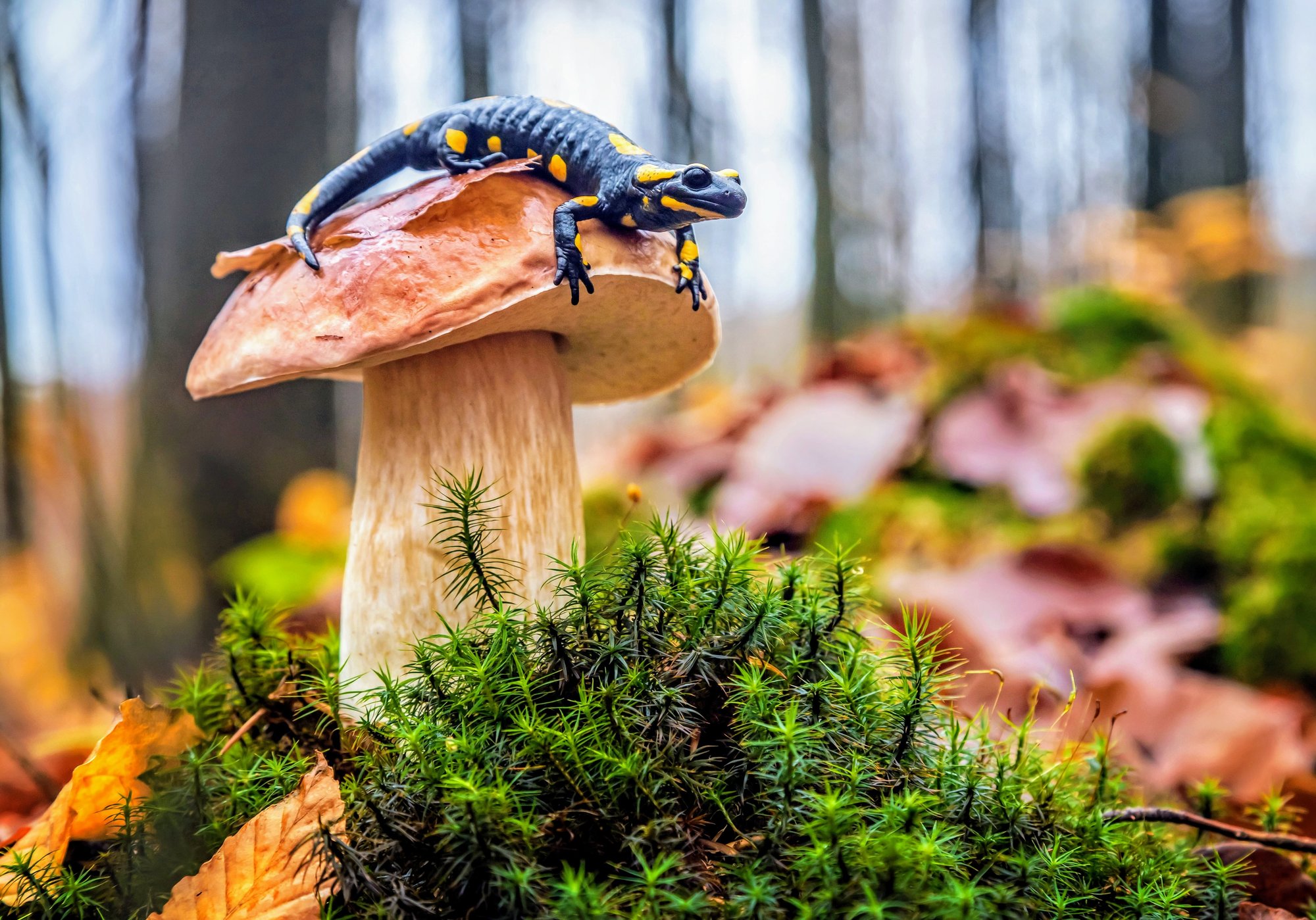 What are the biggest drivers of biodiversity loss? - Earth.com