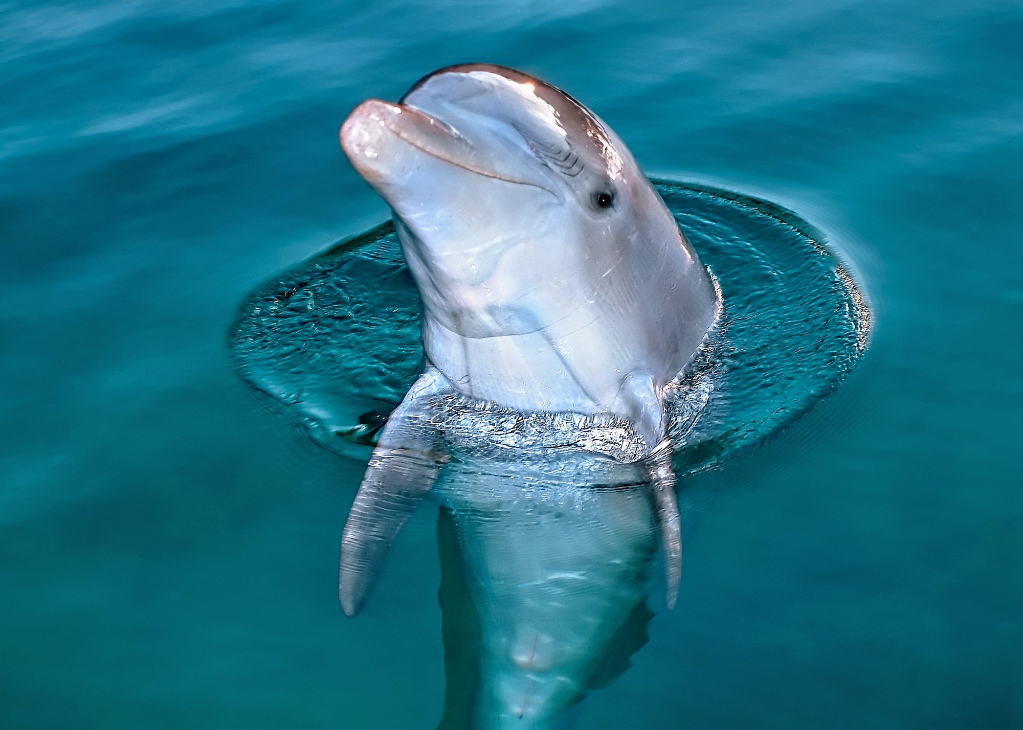 Dolphin in Florida tests positive for avian influenza - Earth.com