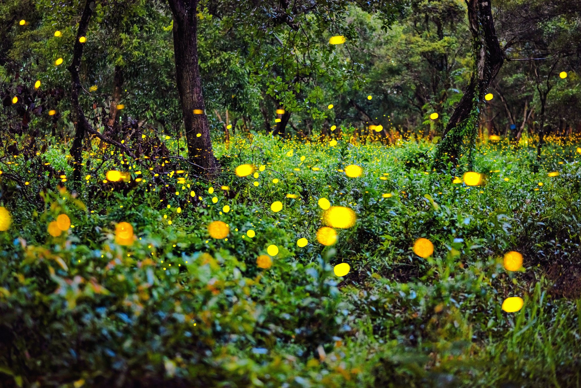 Firefly populations face multiple threats across North America - Earth.com