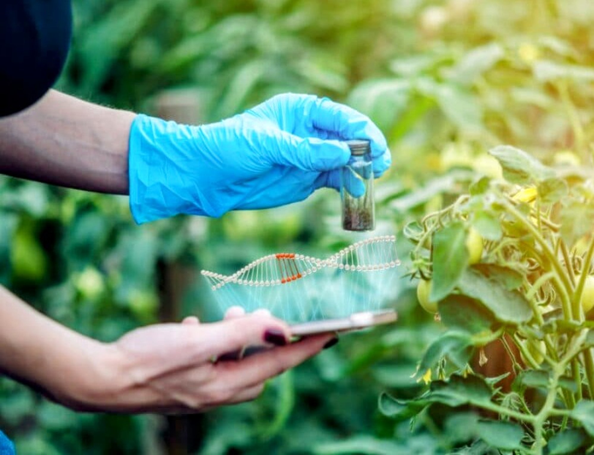 Boosting crop colors with gene editing can improve weed control - Earth.com