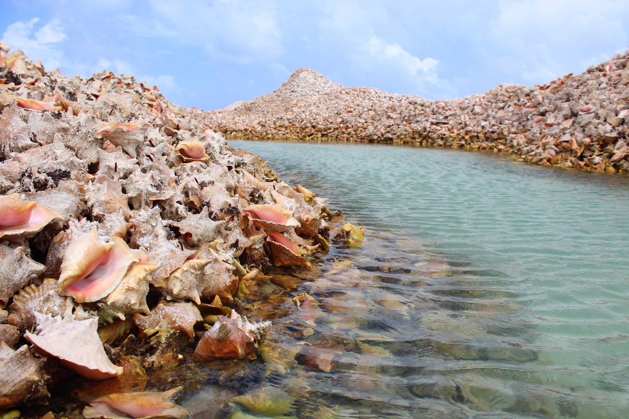 Ancient humans used conch-shell sounds to organize communities - Earth.com