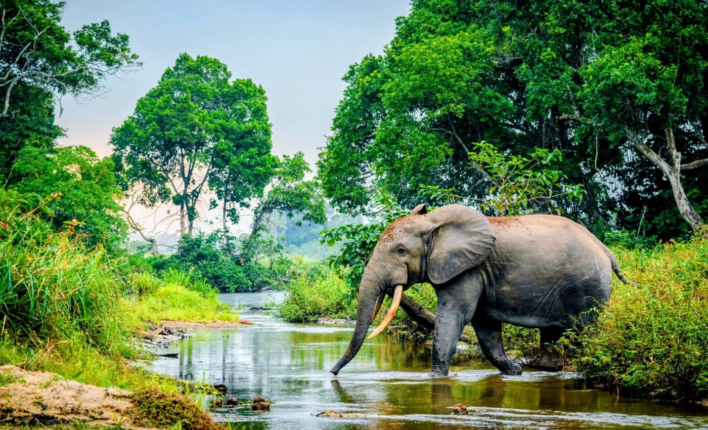 West Central Africa Jungles Central African Rain Forest Stock Photos