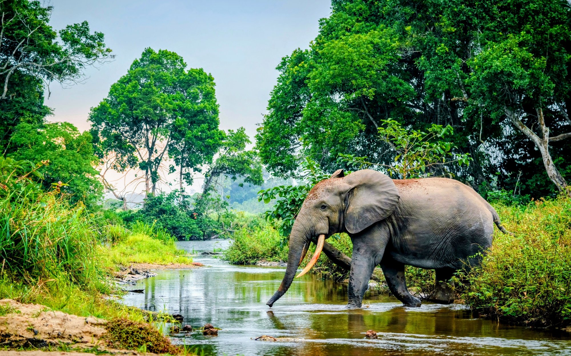 Africa's wet forests have seen an alarming rise in wildfires - Earth.com