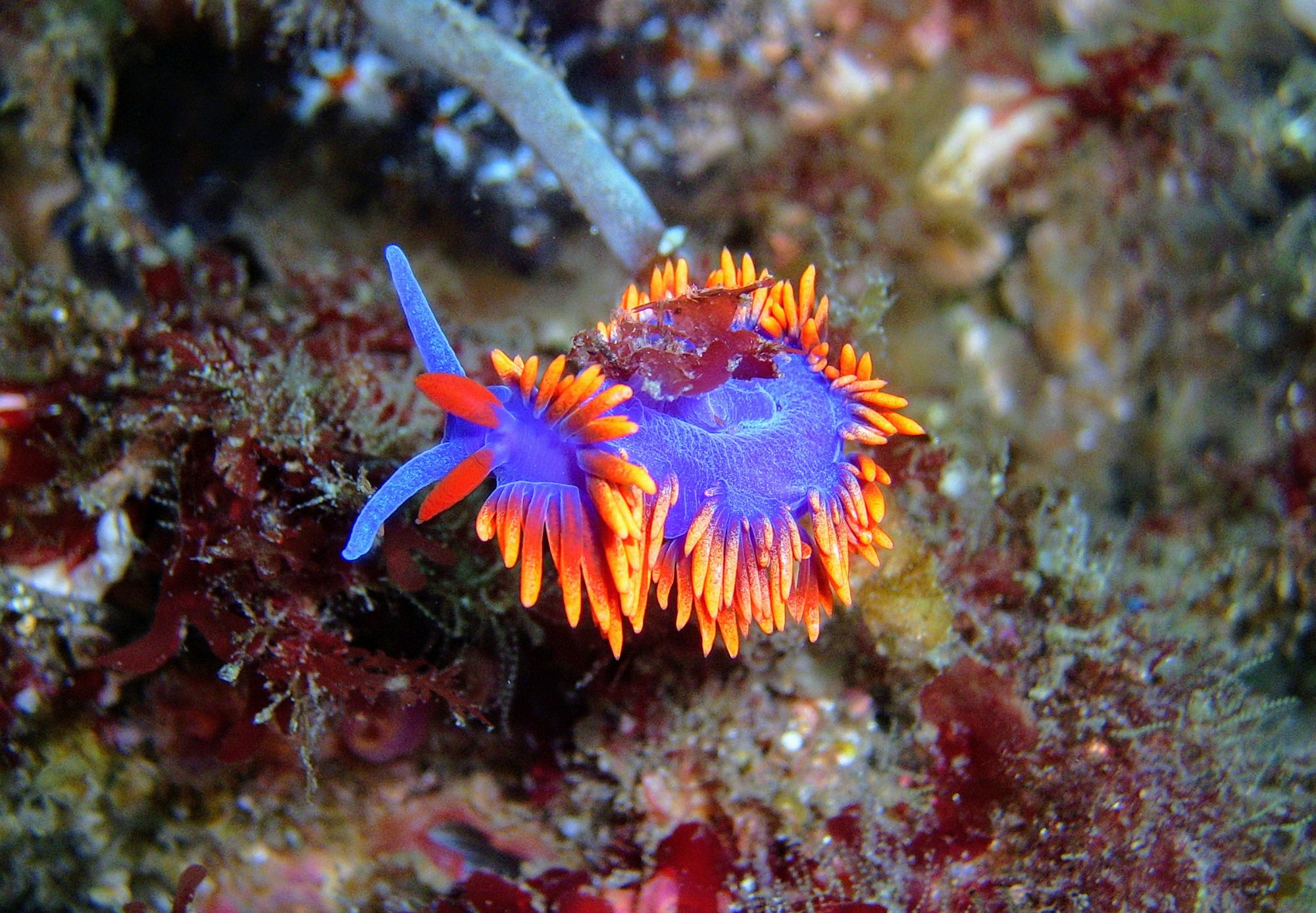 Inspired by sea slugs: Microneedles could transform health - Earth.com