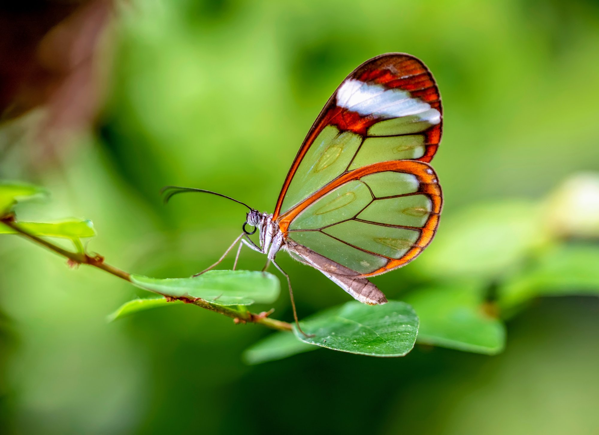 Technology offers new hope for declining insect populations - Earth.com