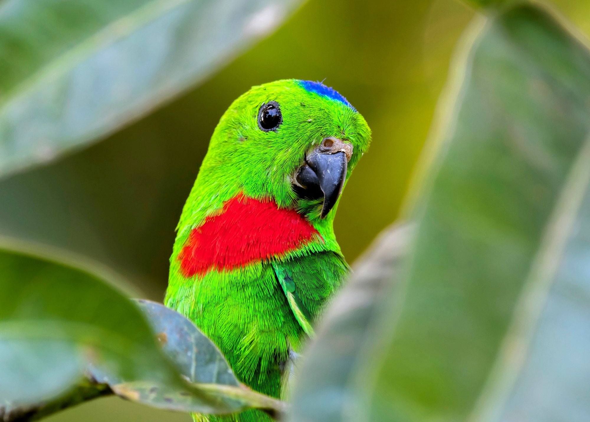 Infanticide or adoption? Why parrots kill each other's chicks - Earth.com