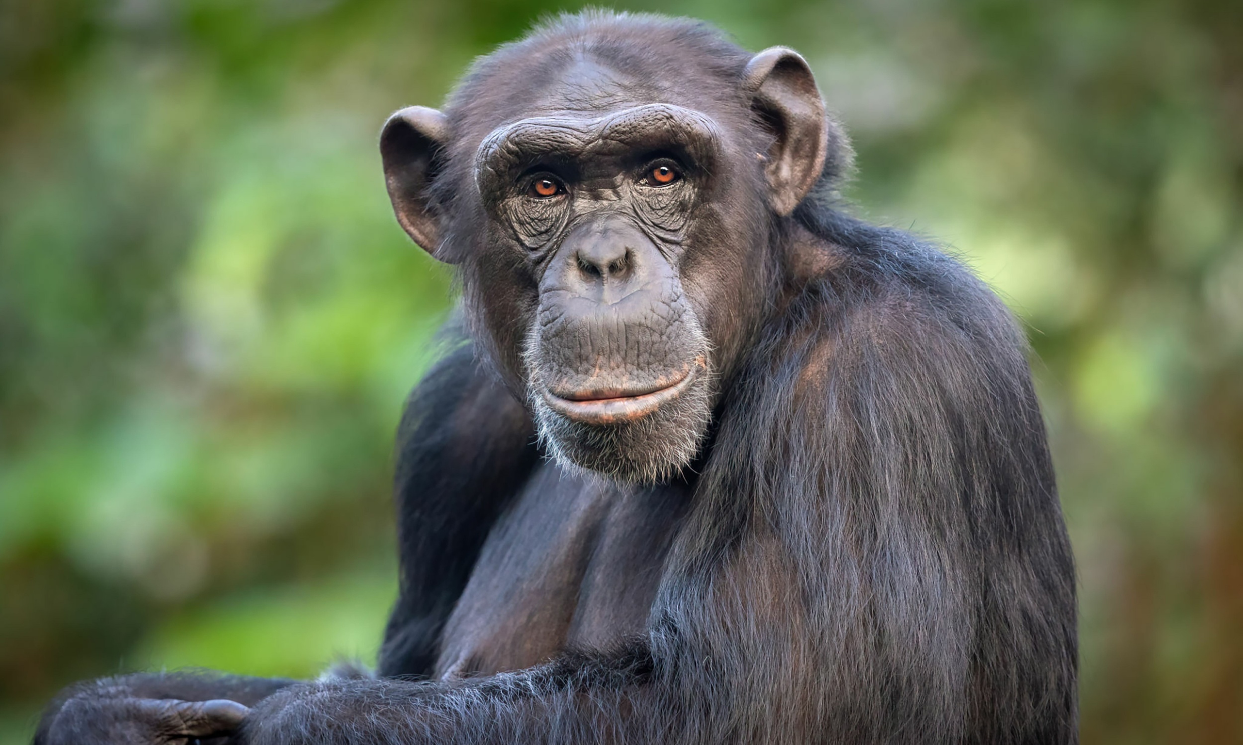 Chimpanzees continue learning as adults - Earth.com