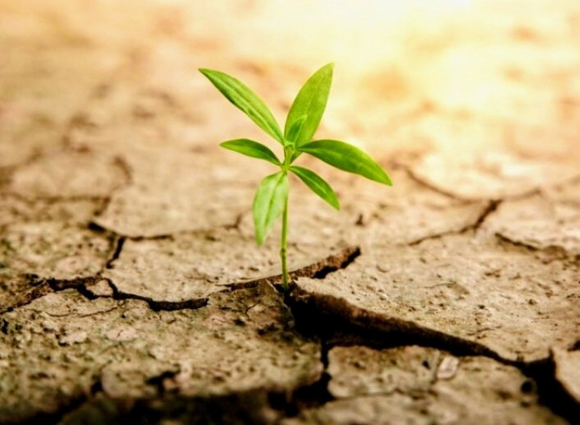 Study reveals how plants adapt to changing climates - Earth.com