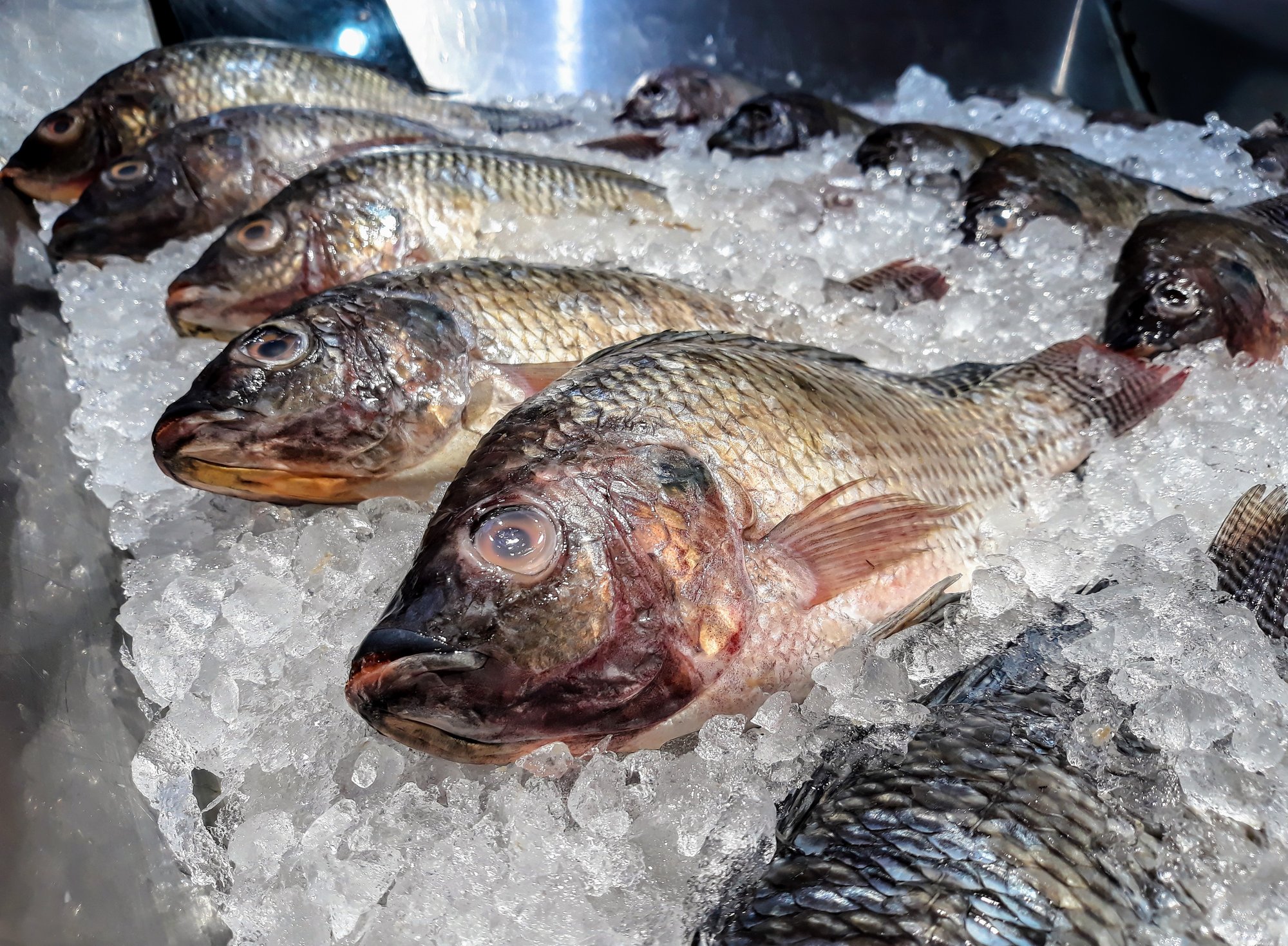 Fish residues can be transformed into valuable resources - Earth.com