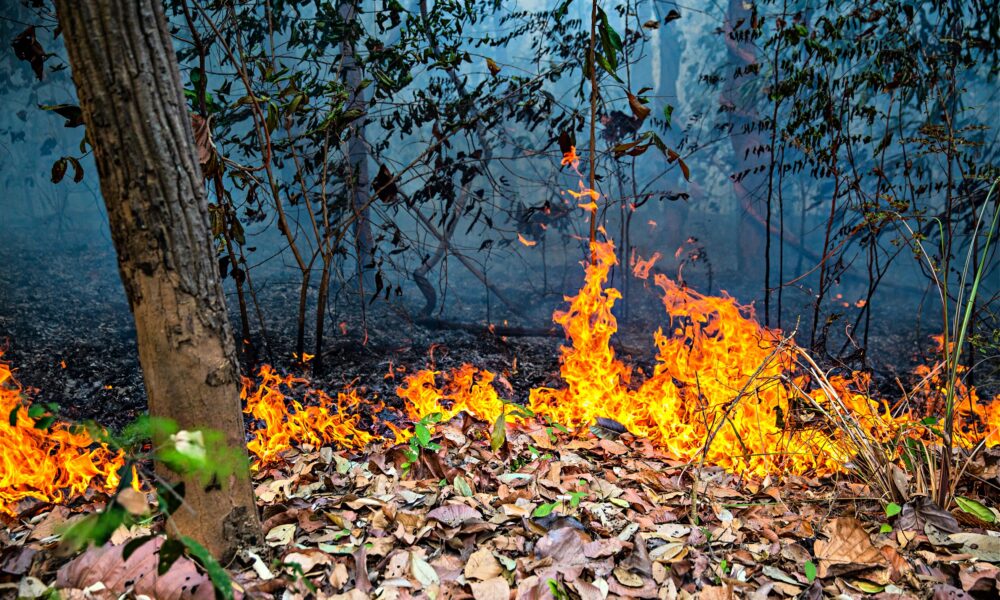 Wildfires in old-growth Amazon forests increased by 152% in 2023 ...