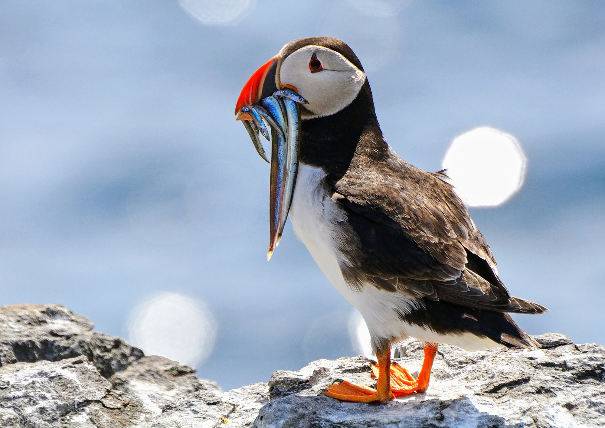 The significance of World Migratory Bird Day - Earth.com