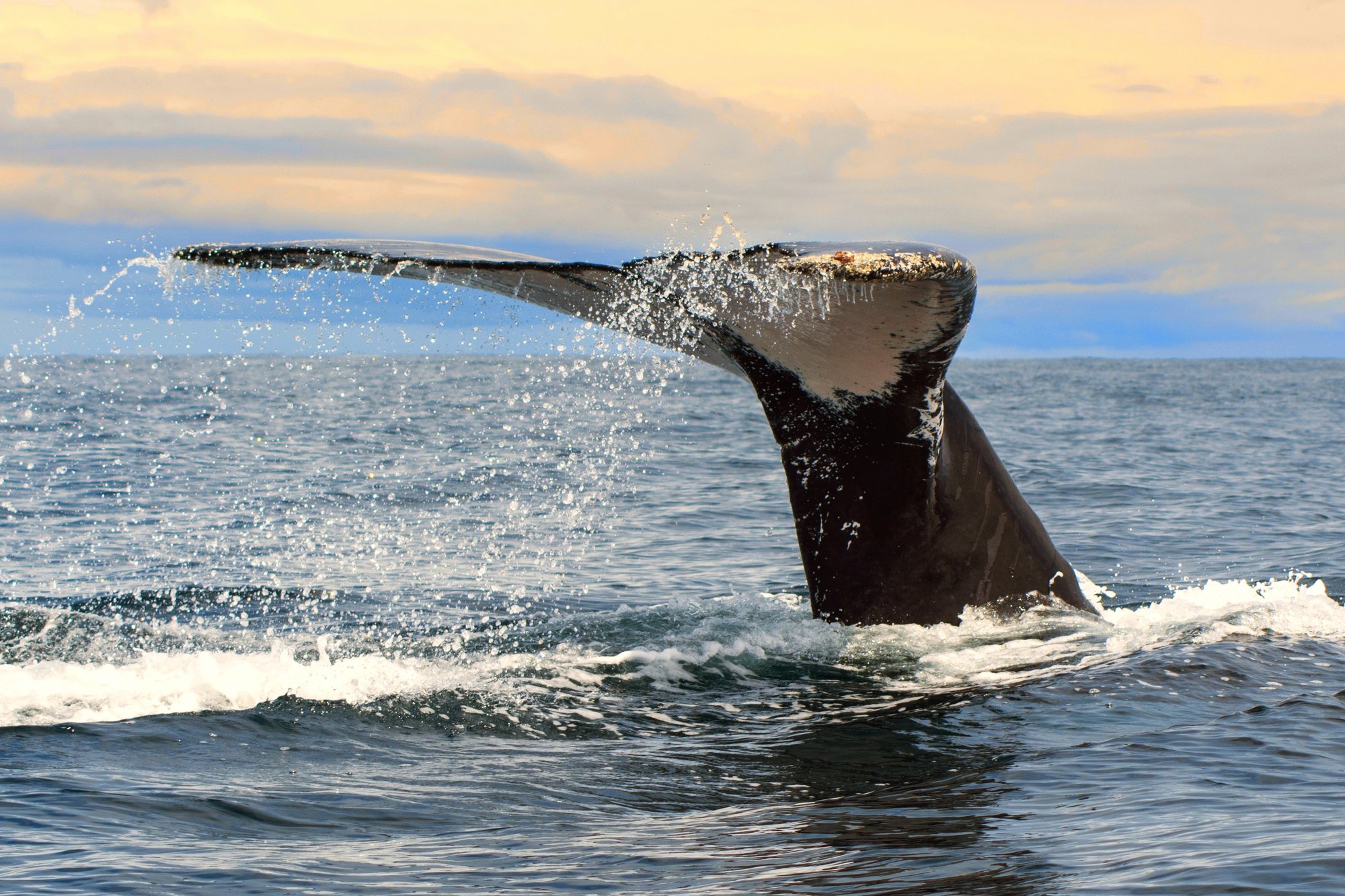 Japan seeks to include fin whales in commercial hunts - Earth.com