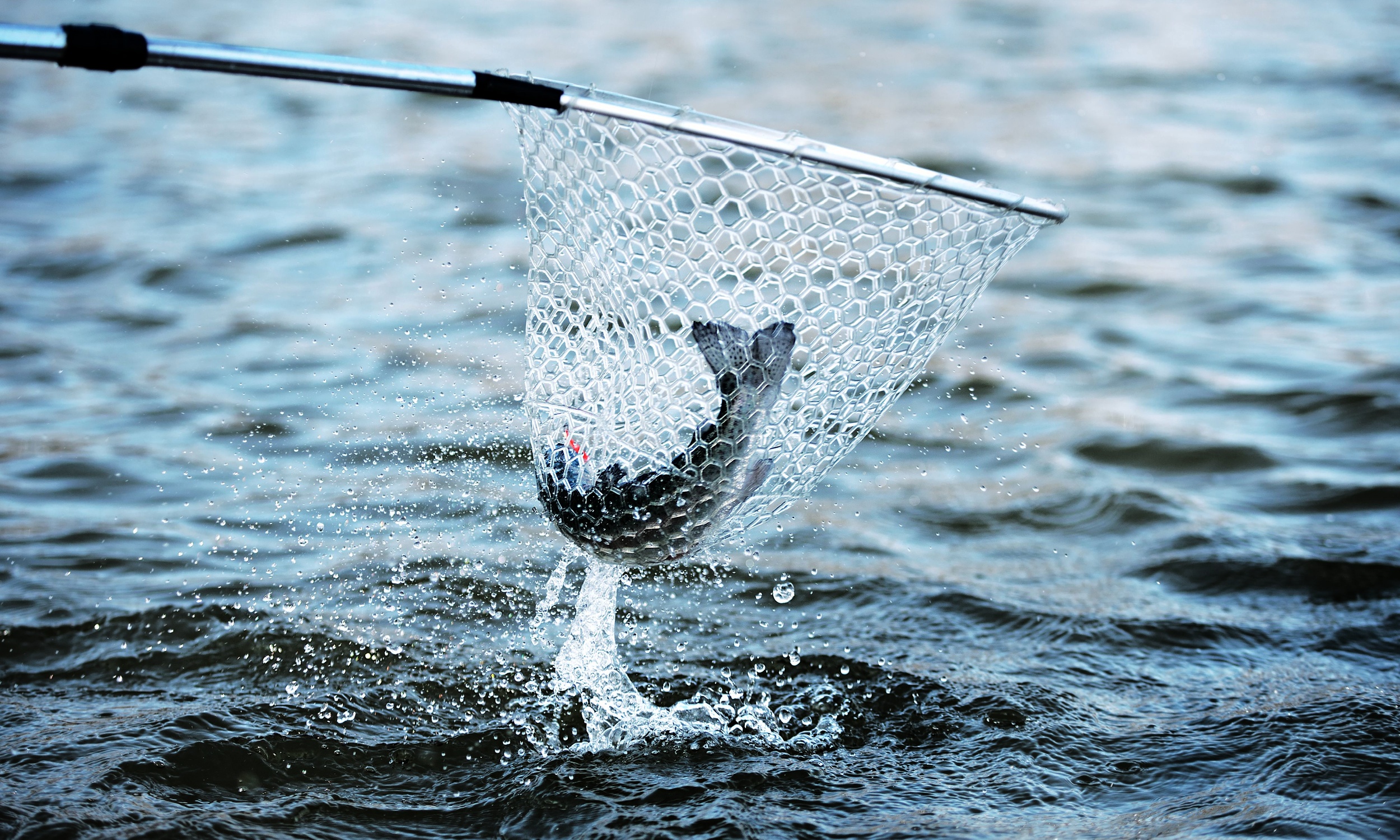 Sustainable fishing gets a boost from genomics roadmap - Earth.com