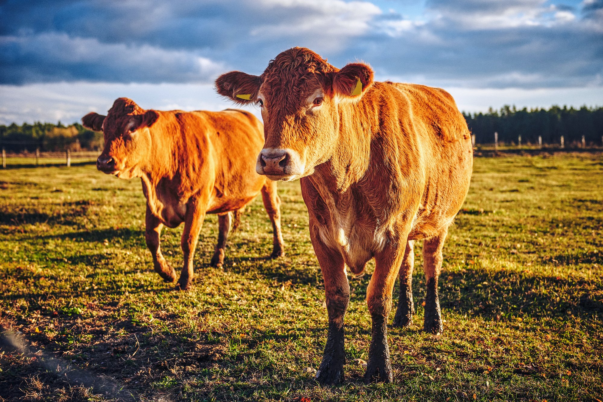 Cattle may become a permanent host for bird flu - Earth.com