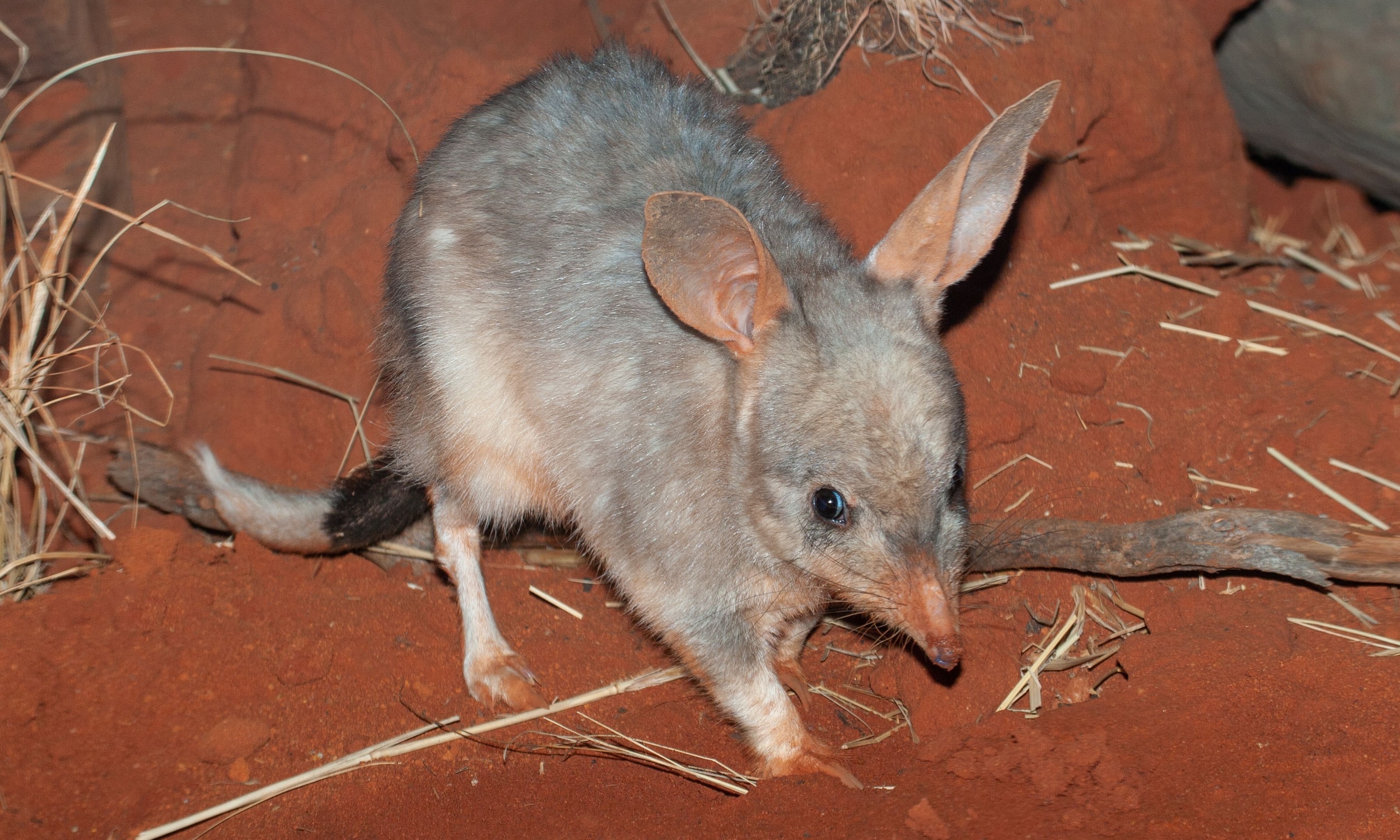 Can bilbies return to the places where they once thrived? - Earth.com