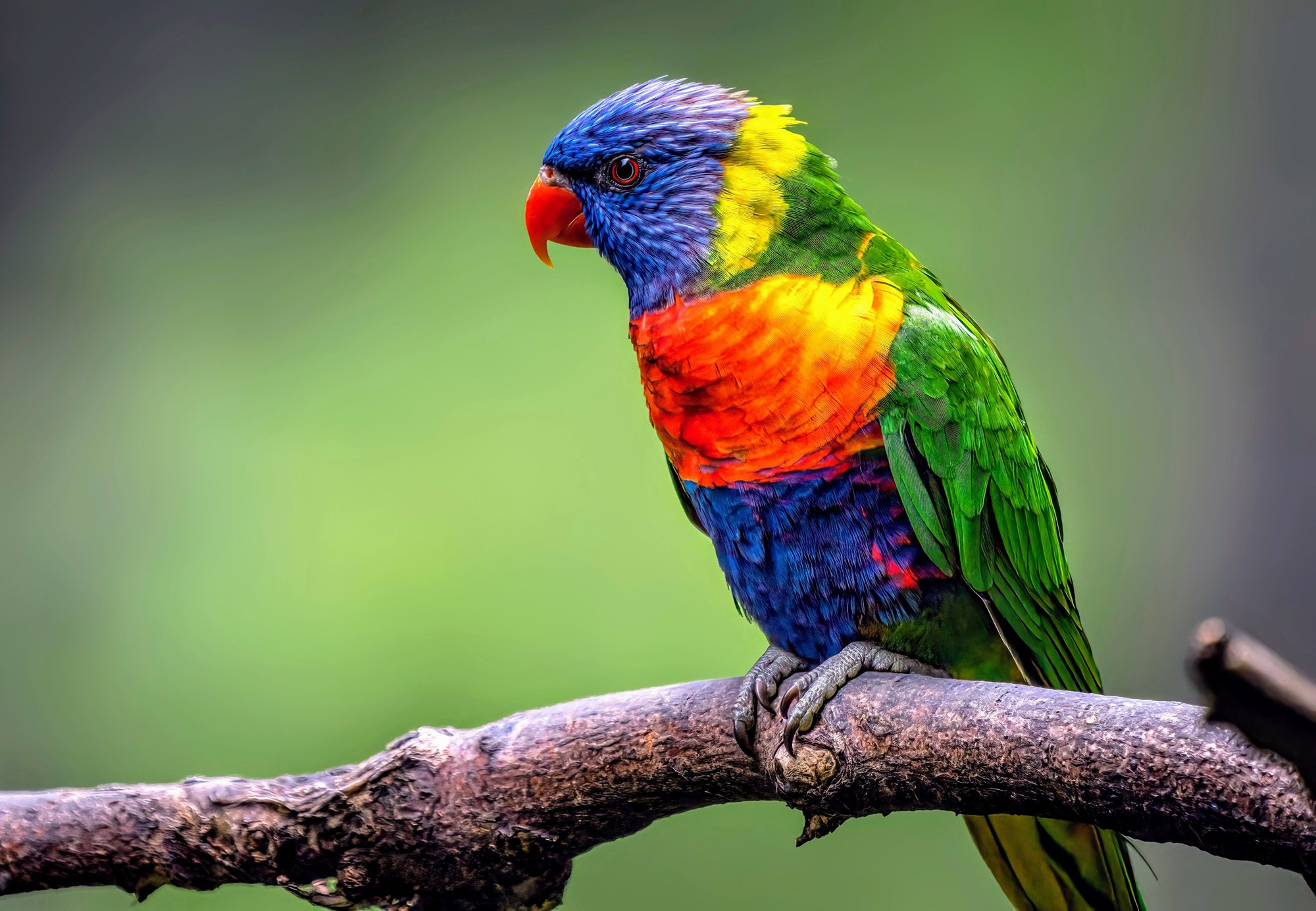 Island bird communities are changing in unexpected ways - Earth.com