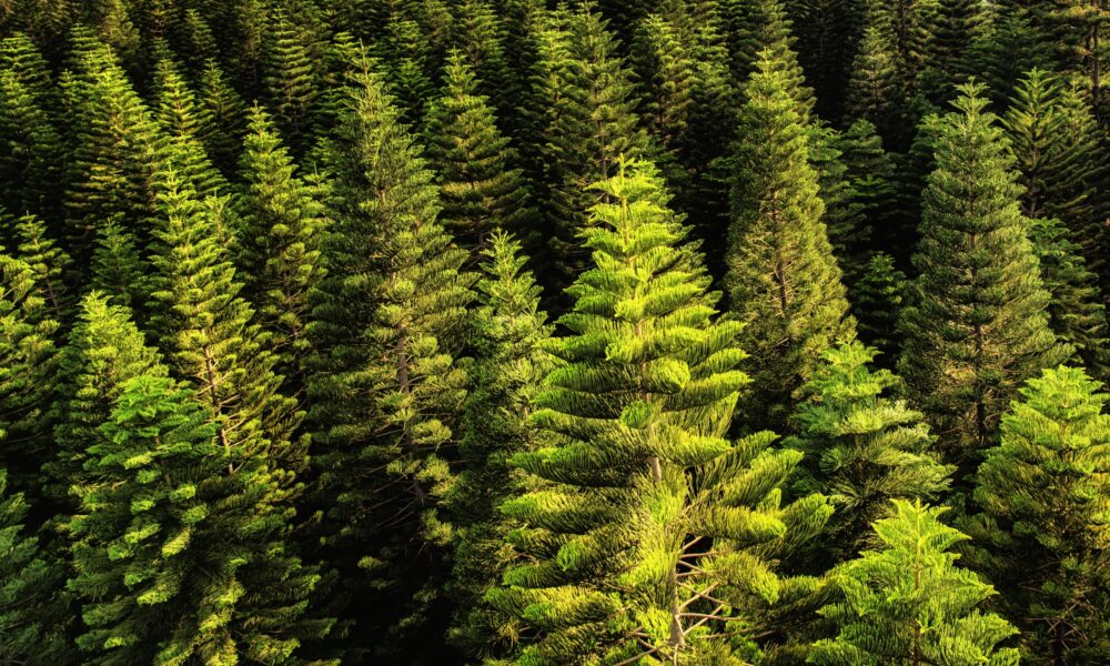 Fir trees are severely threatened by an unwelcome insect guest - Earth.com