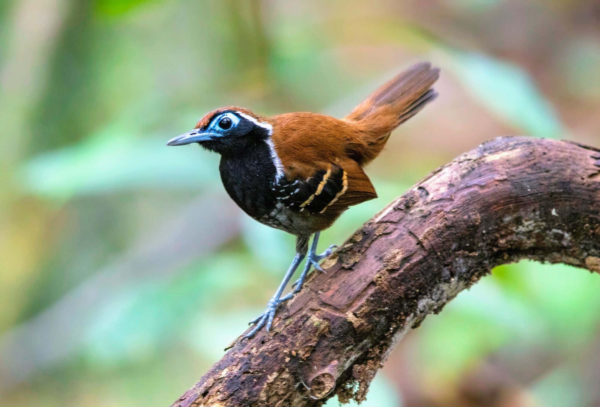 Amazon birds use sophisticated thermoregulation strategies - Earth.com